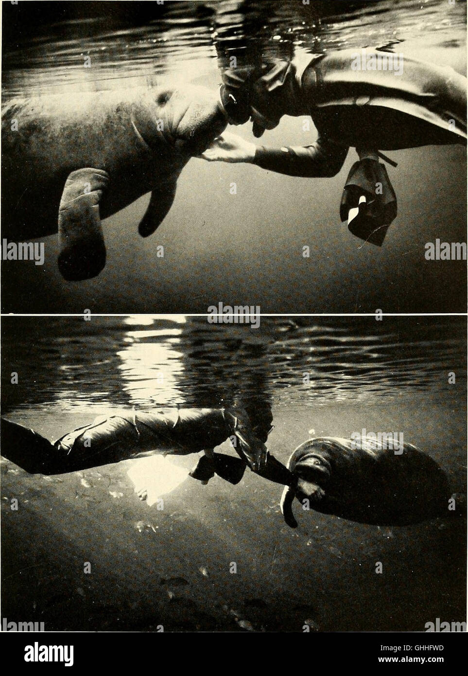 Manatus map hi-res stock photography and images - Alamy