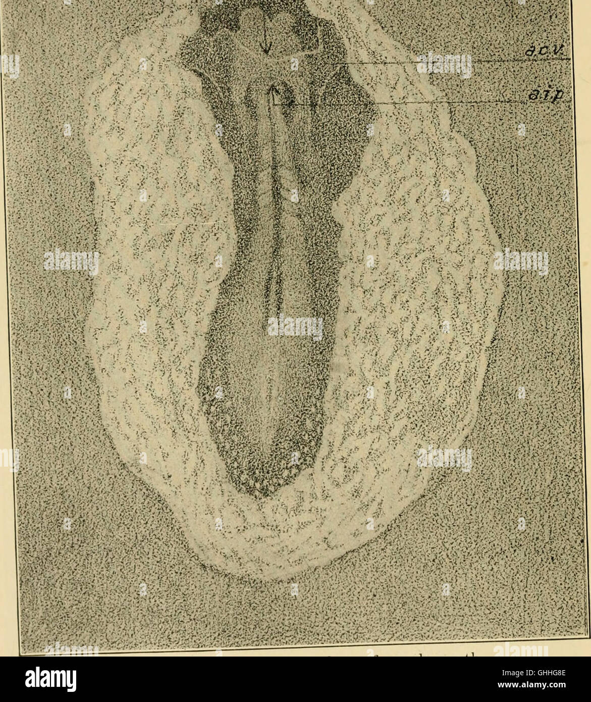 This 1936 book serves as an introduction to embryology, focusing on the ...
