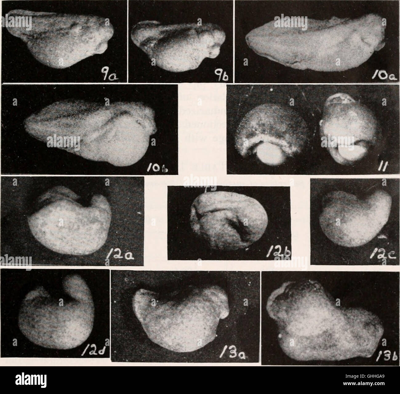 The Biological Bulletin is a scientific journal that covers research ...