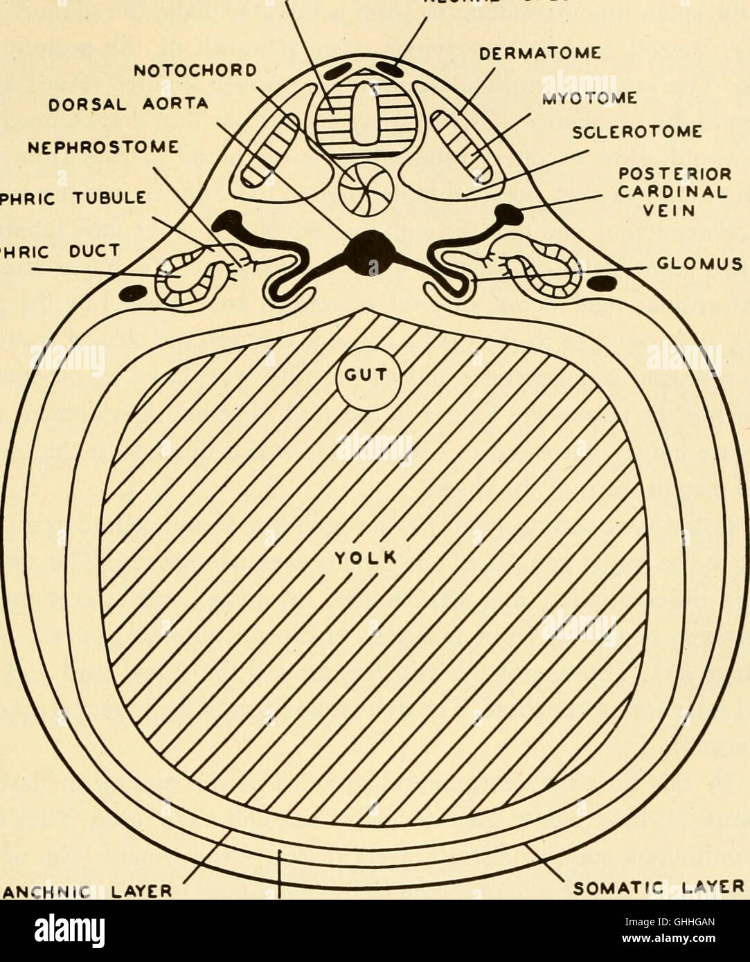 This 1949 work provides a comprehensive study of embryology, examining ...