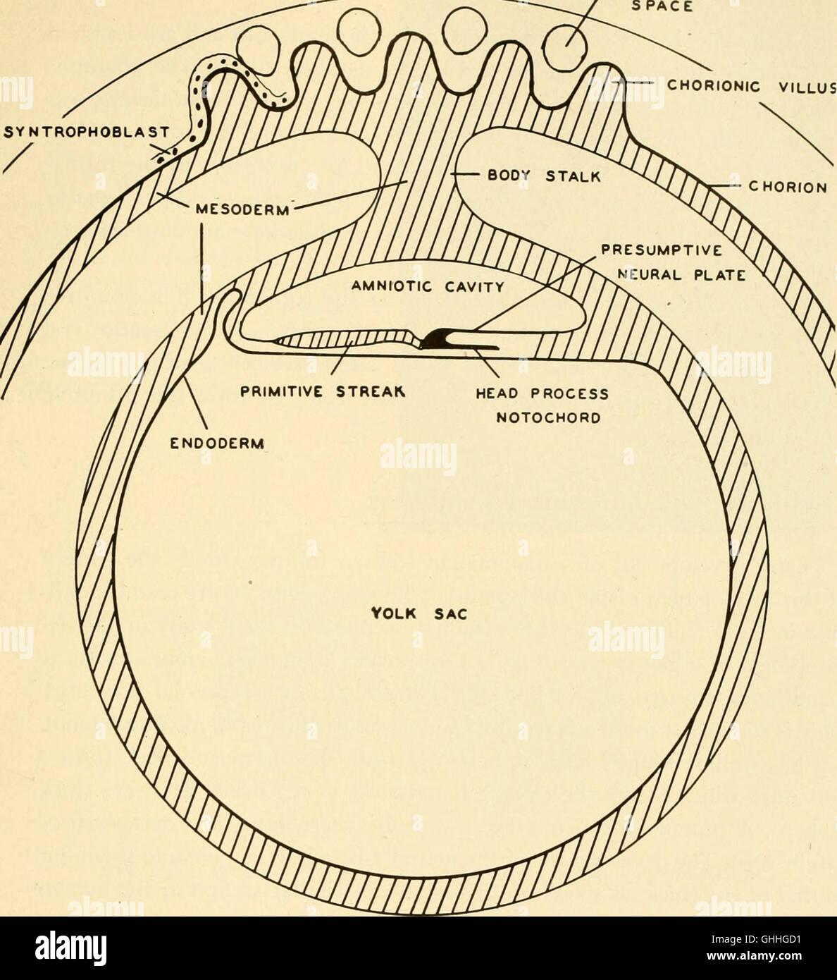 The 1949 work on embryology explores the early stages of development in ...