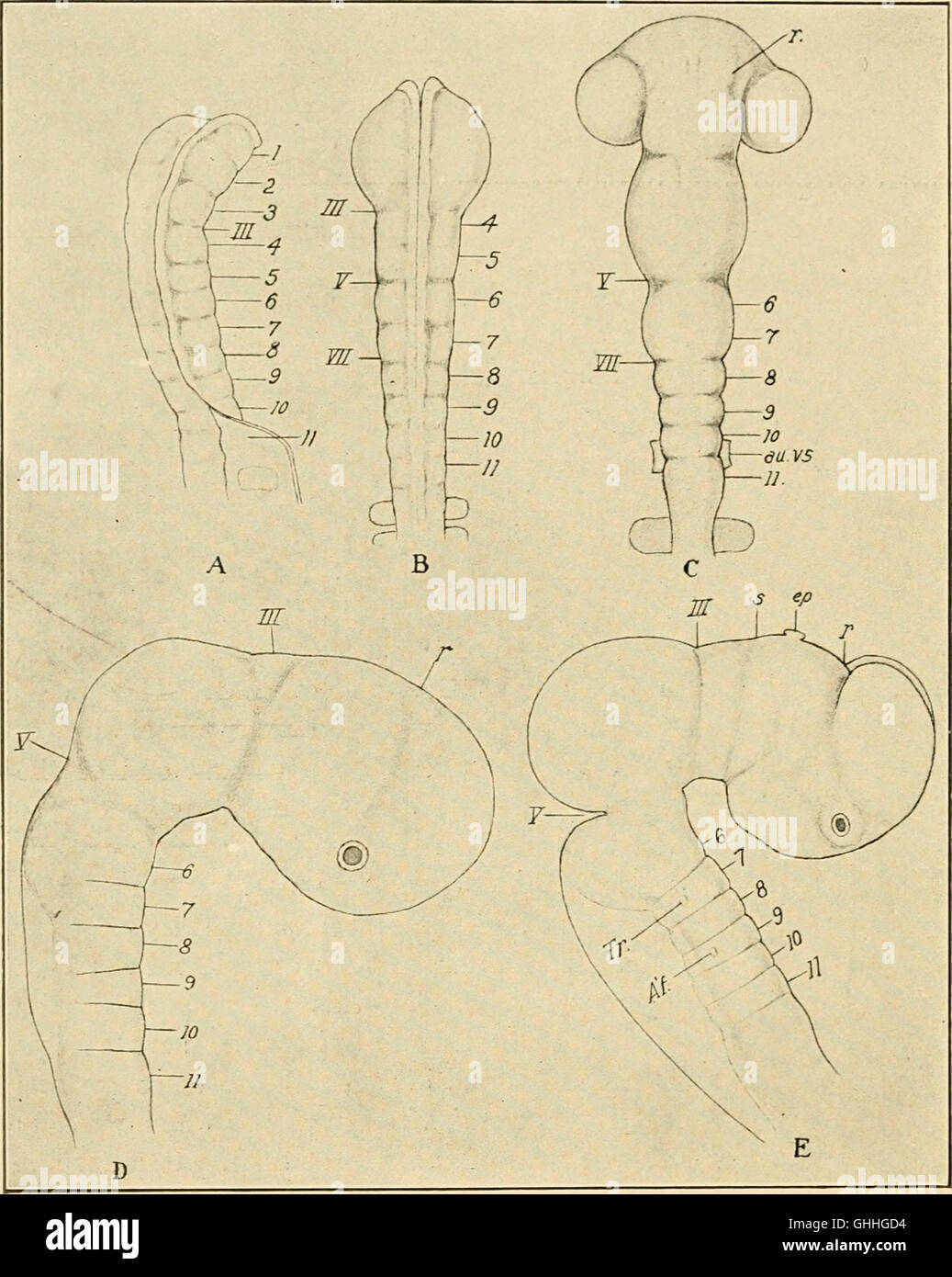 This text introduces the study of embryology through the development of ...