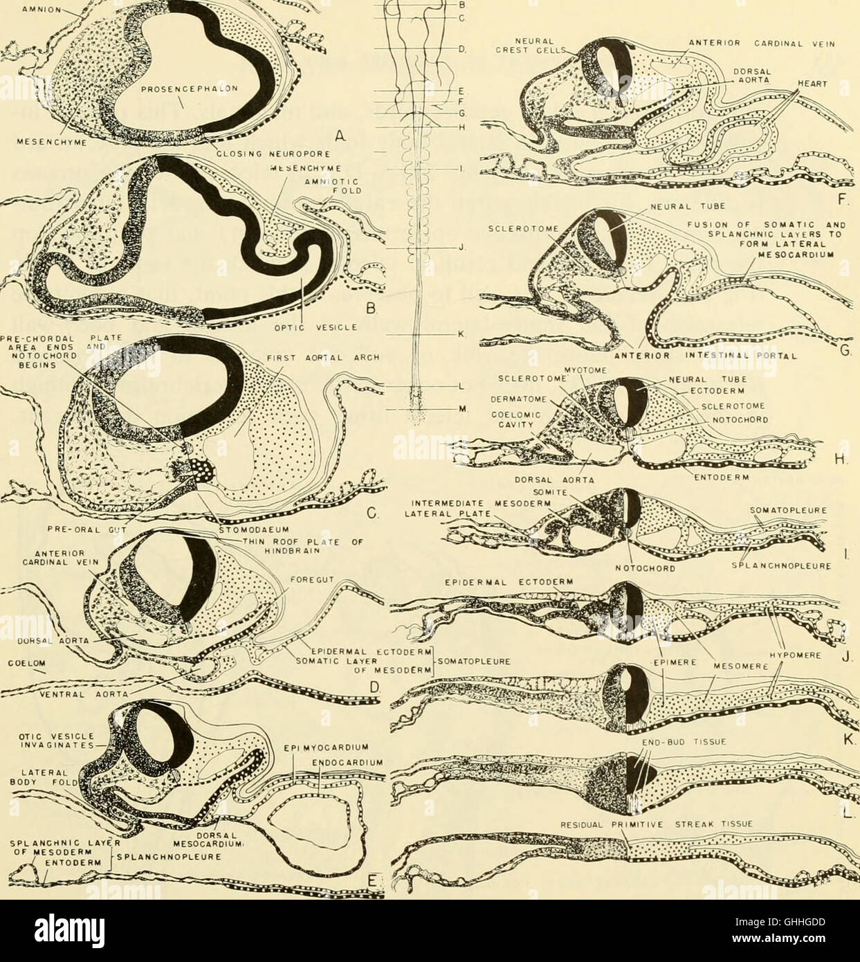 This 1953 publication on comparative embryology of vertebrates presents ...