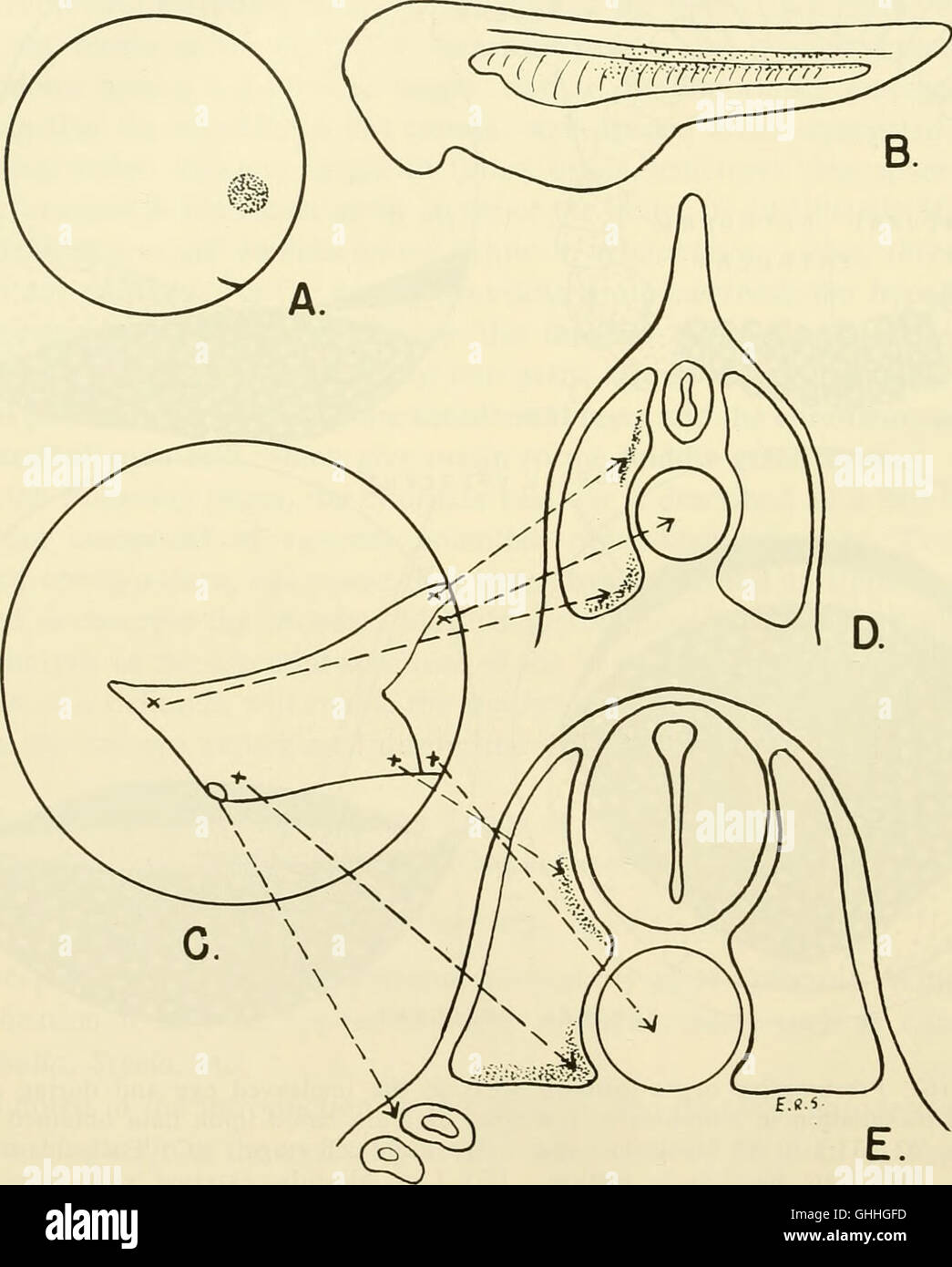 'Comparative Embryology of the Vertebrates' (1953) presents a study of ...