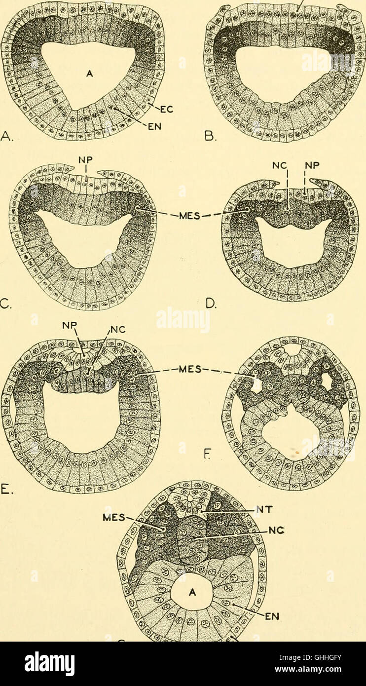 'Chordate Anatomy' (1939) covers the structural characteristics of ...