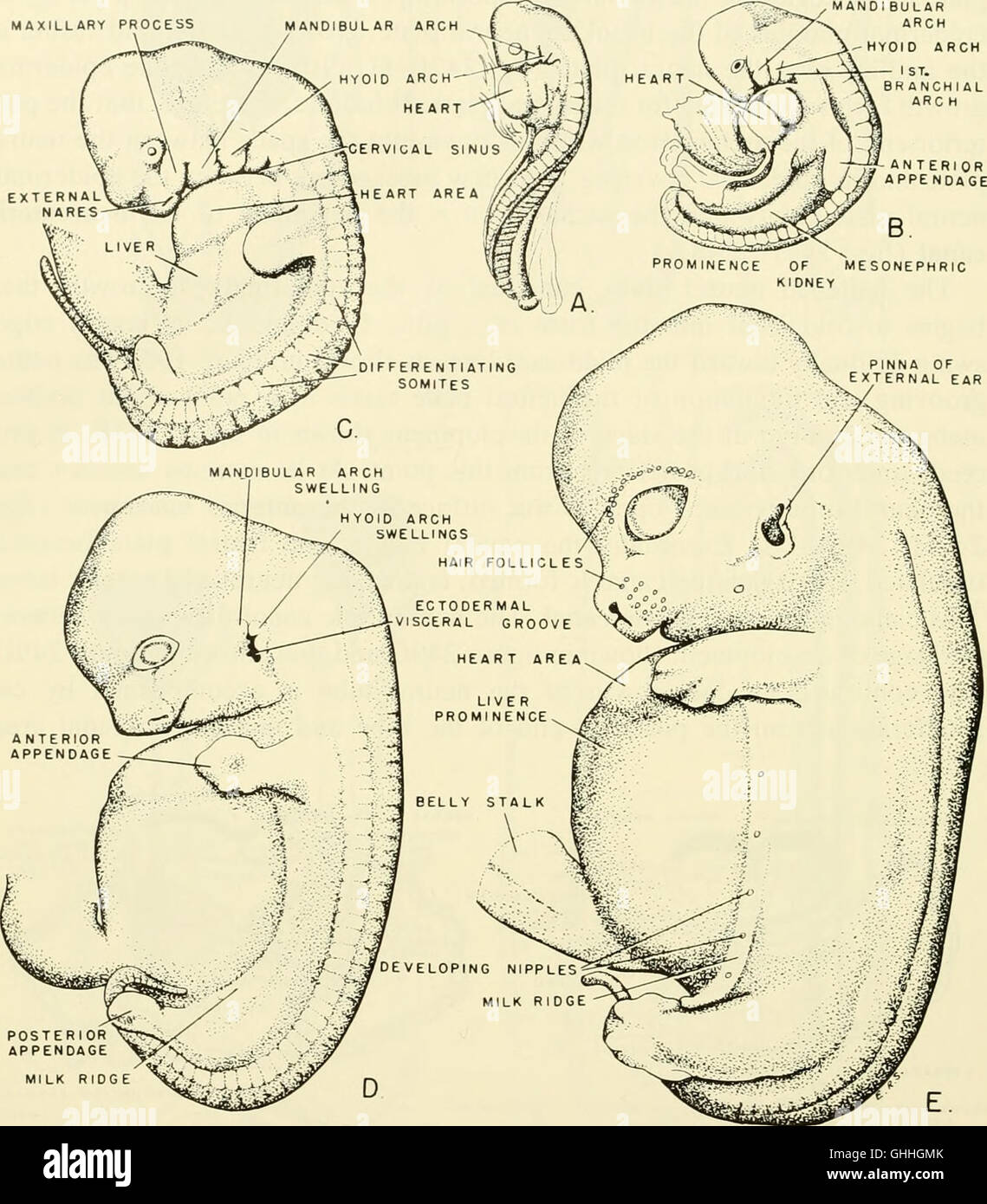 This 1953 work on comparative embryology provides over 2,000 drawings ...