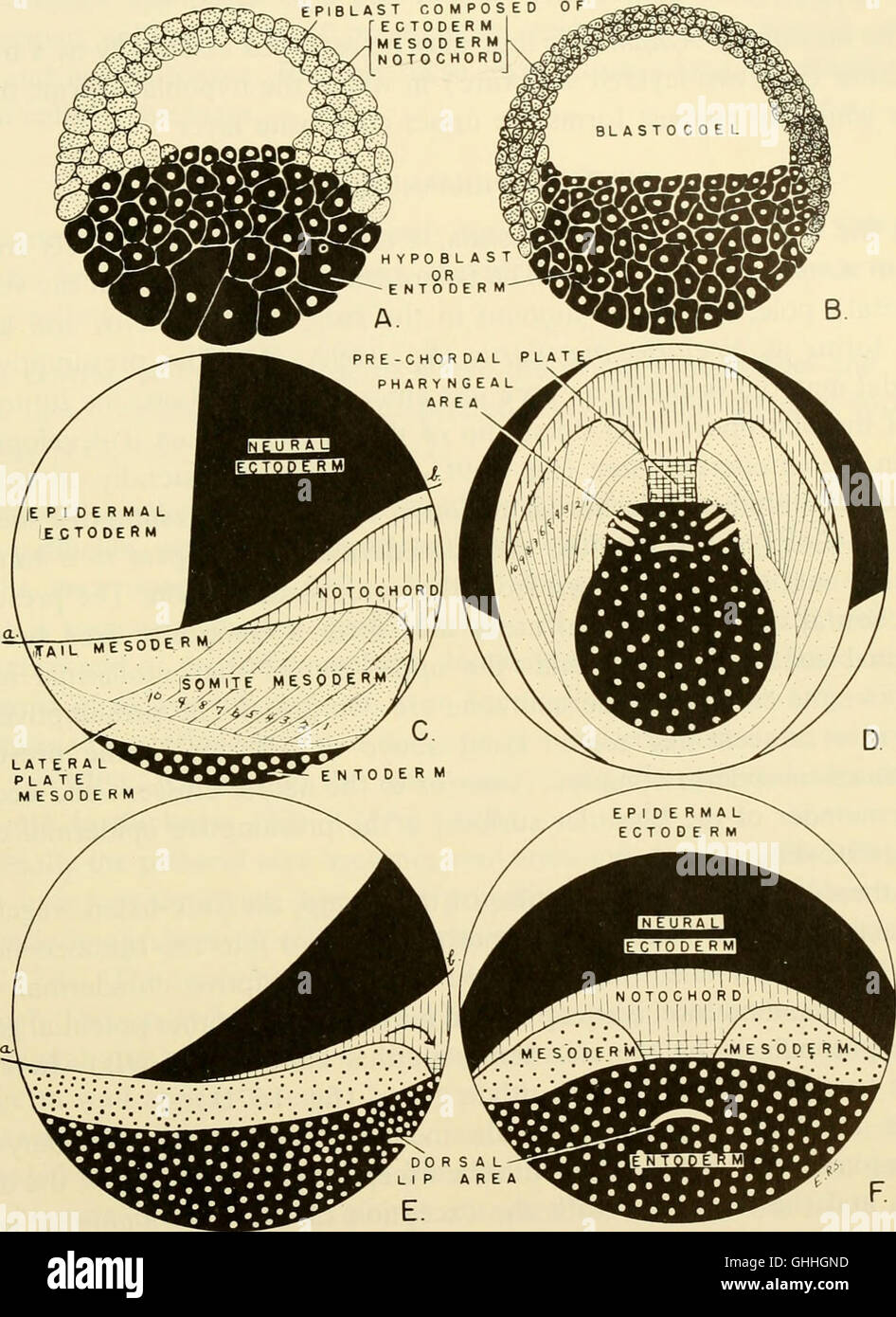 This 1953 work on comparative embryology examines vertebrate ...