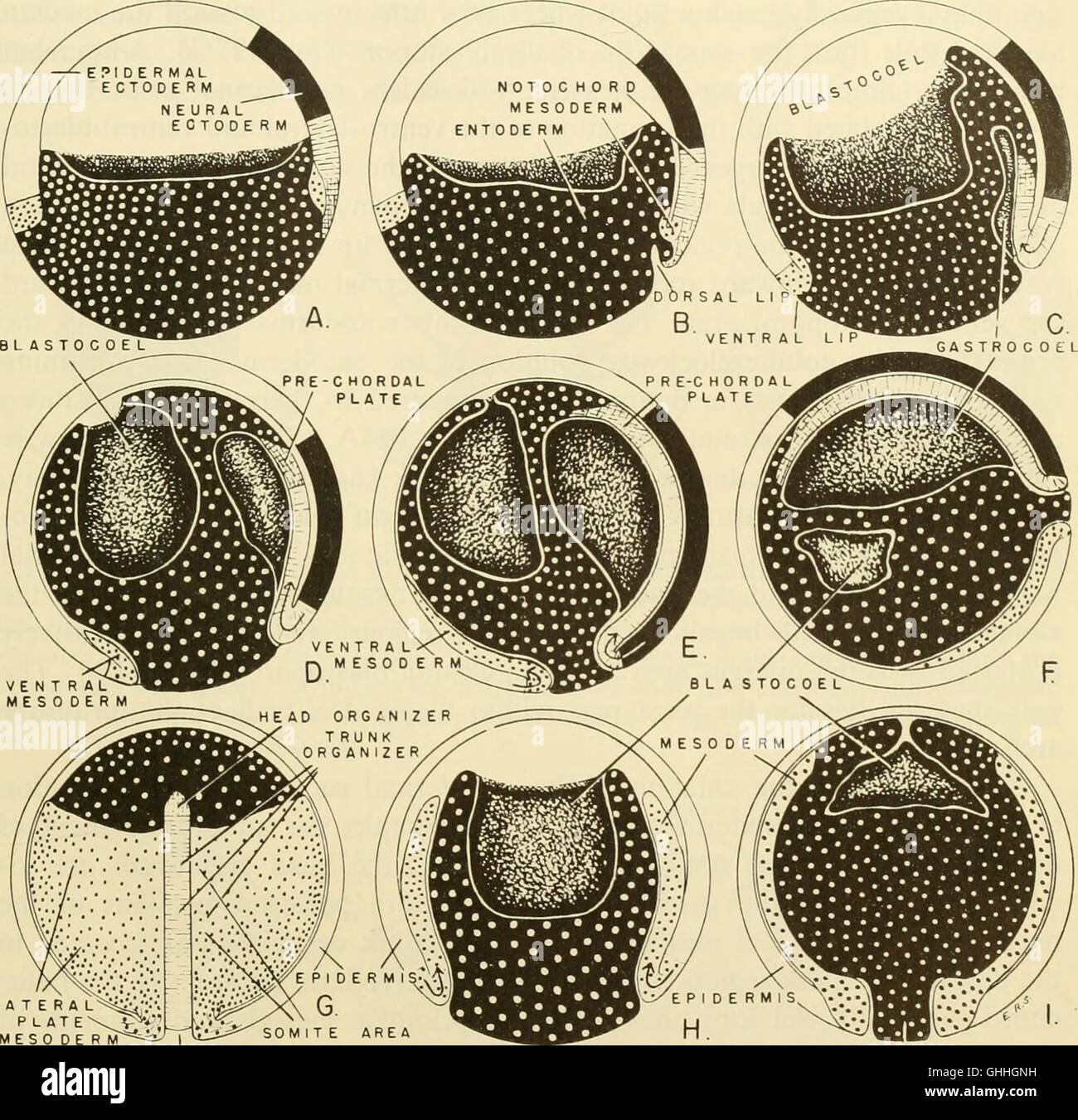 This 1953 work on comparative embryology explores the developmental ...