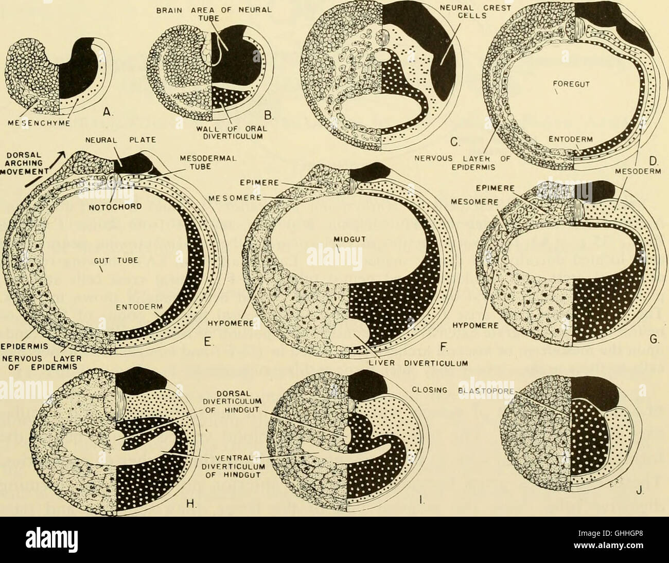 This 1953 work on comparative embryology of vertebrates features 2,057 ...