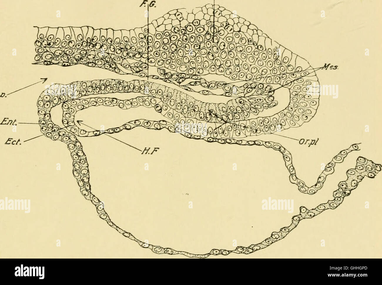 This 1936 work serves as an introduction to the study of embryology ...