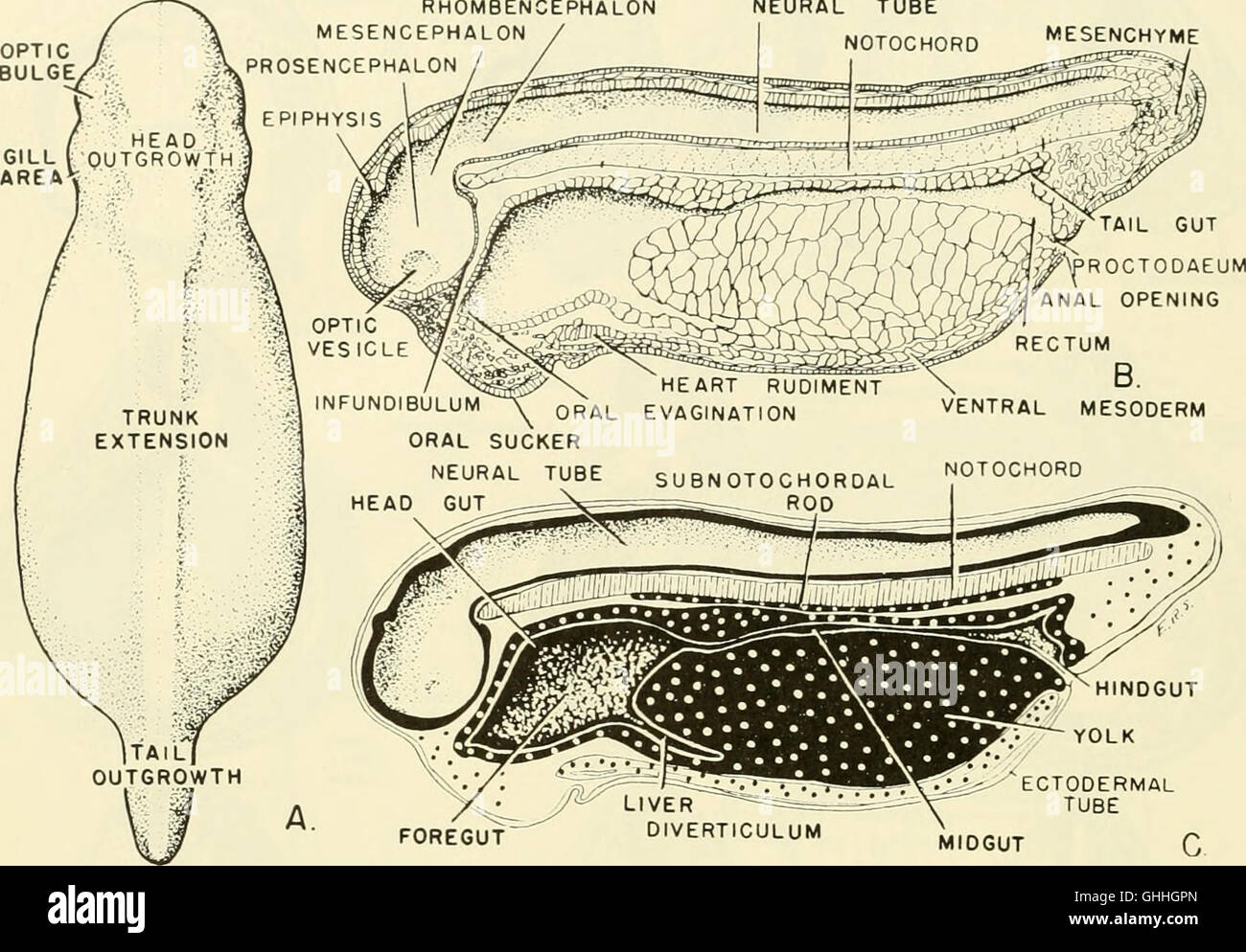 This 1953 work on comparative embryology of vertebrates presents 2057 ...
