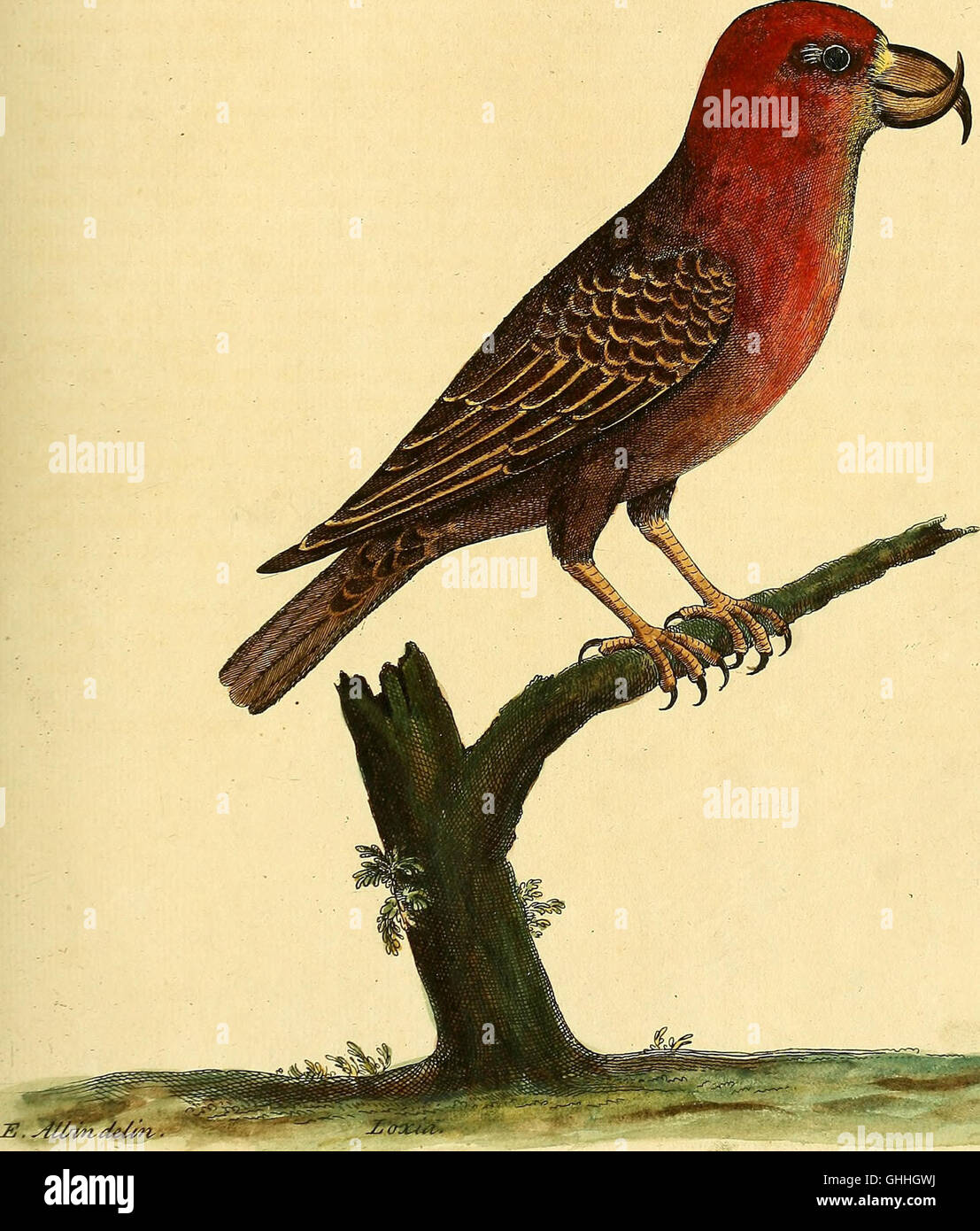 The 1731 natural history of birds, featuring detailed illustrations of ...