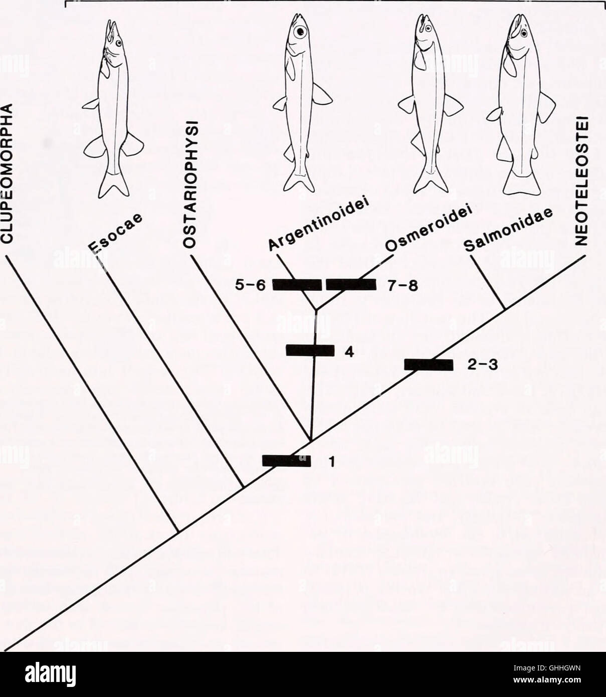 Bulletin of the Museum of Comparative Zoology at Harvard College (1982 ...