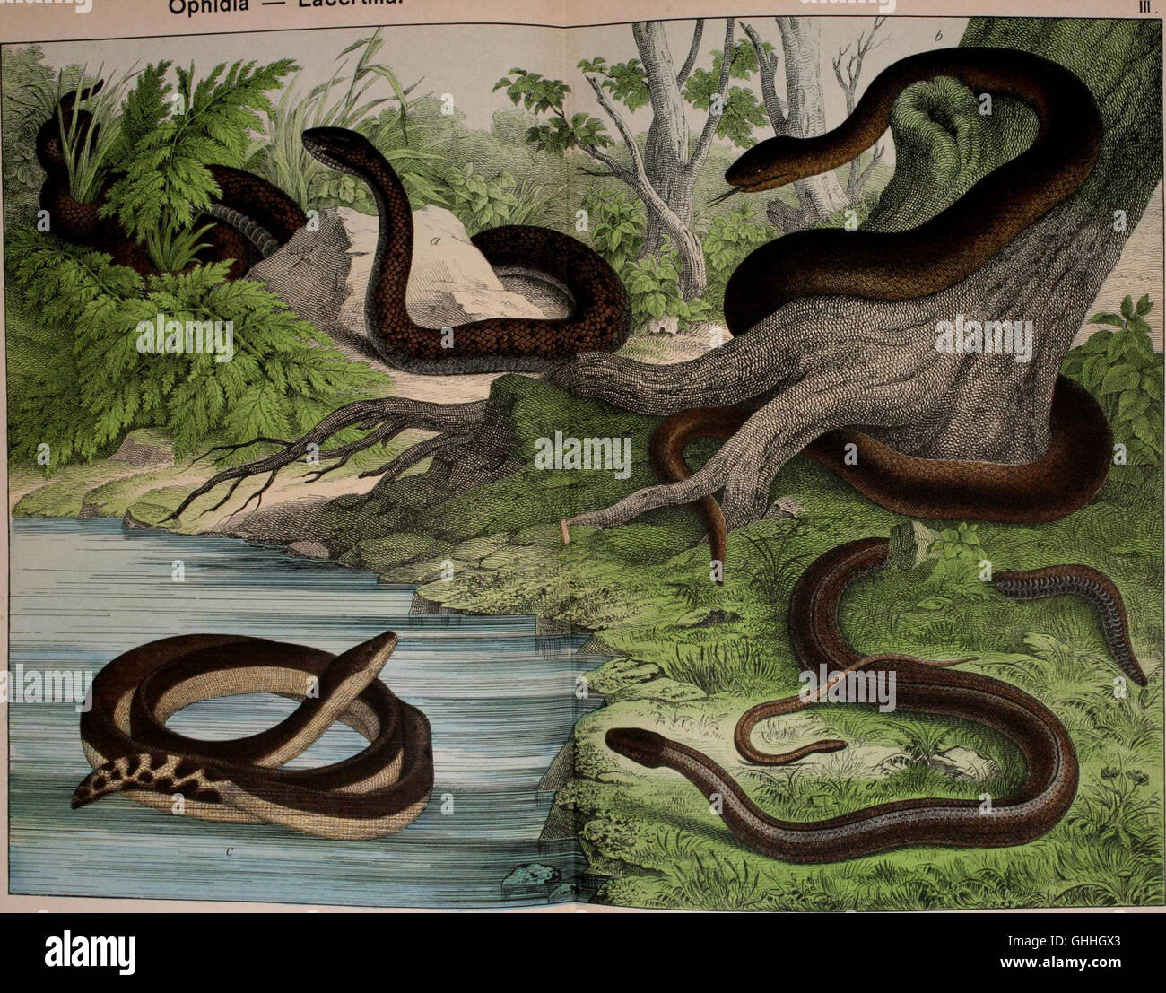 This educational work introduces young people to the animal kingdom ...