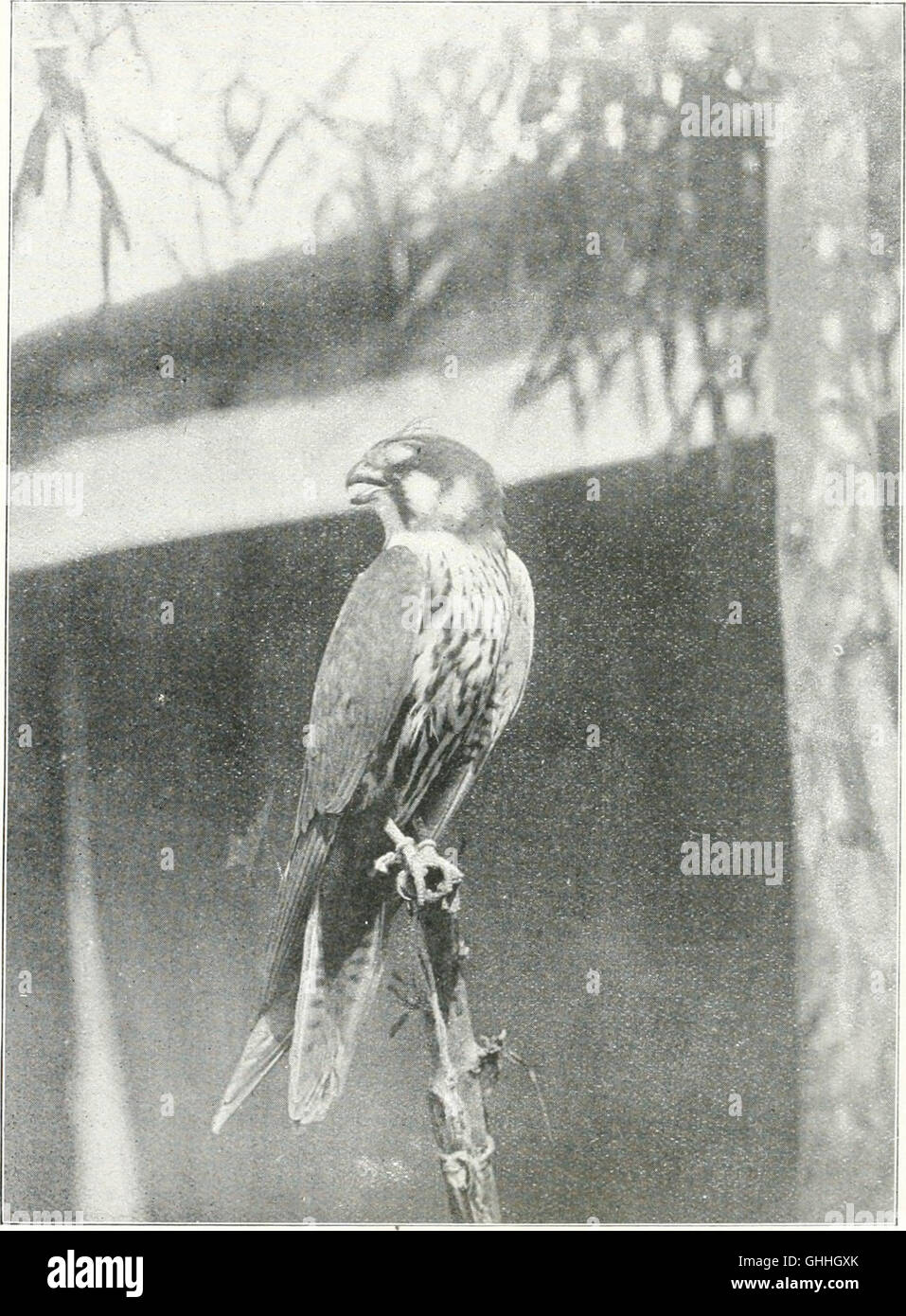 Baz image hi-res stock photography and images - Alamy