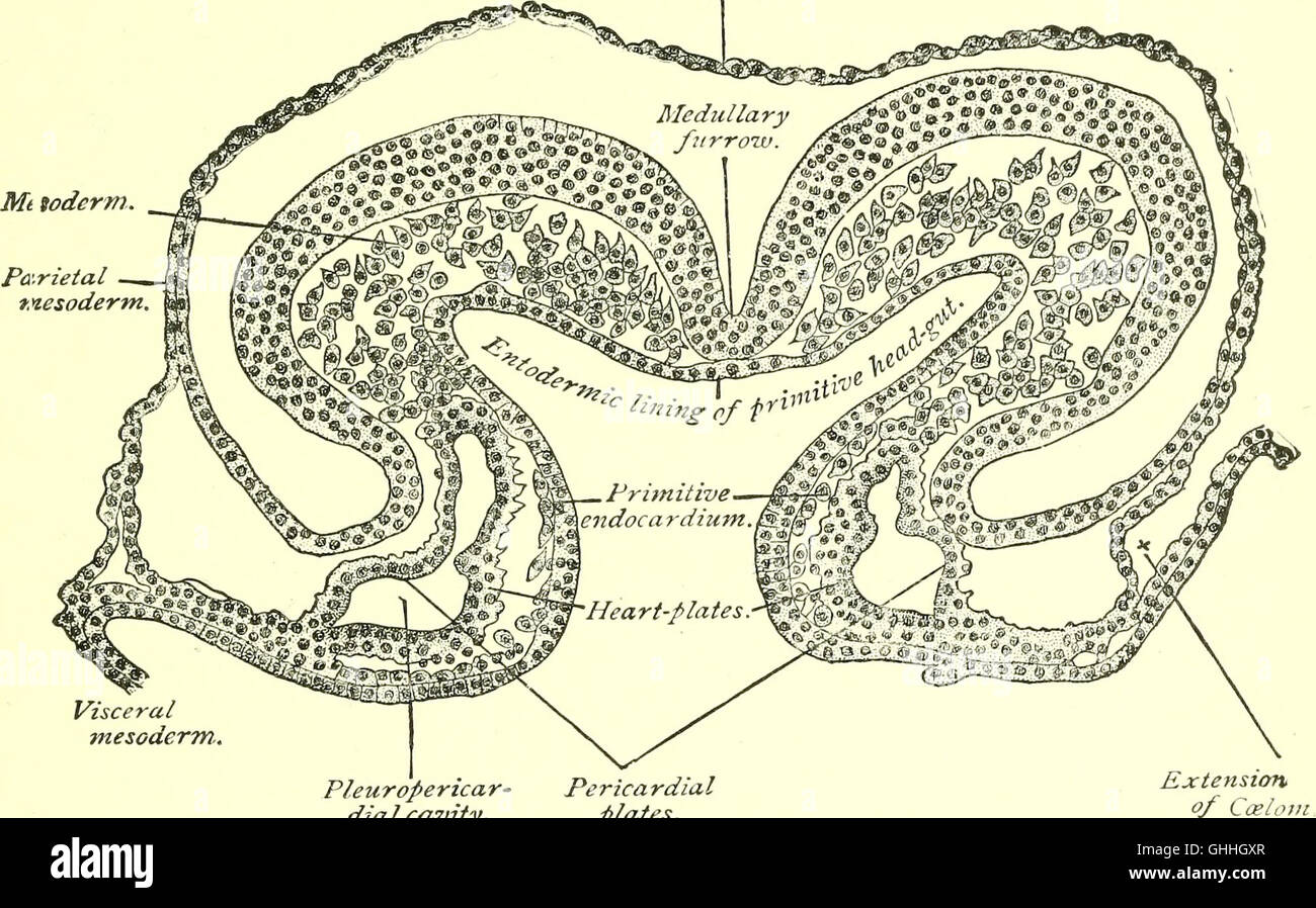 This 1907 text-book of embryology provides a foundational resource for ...