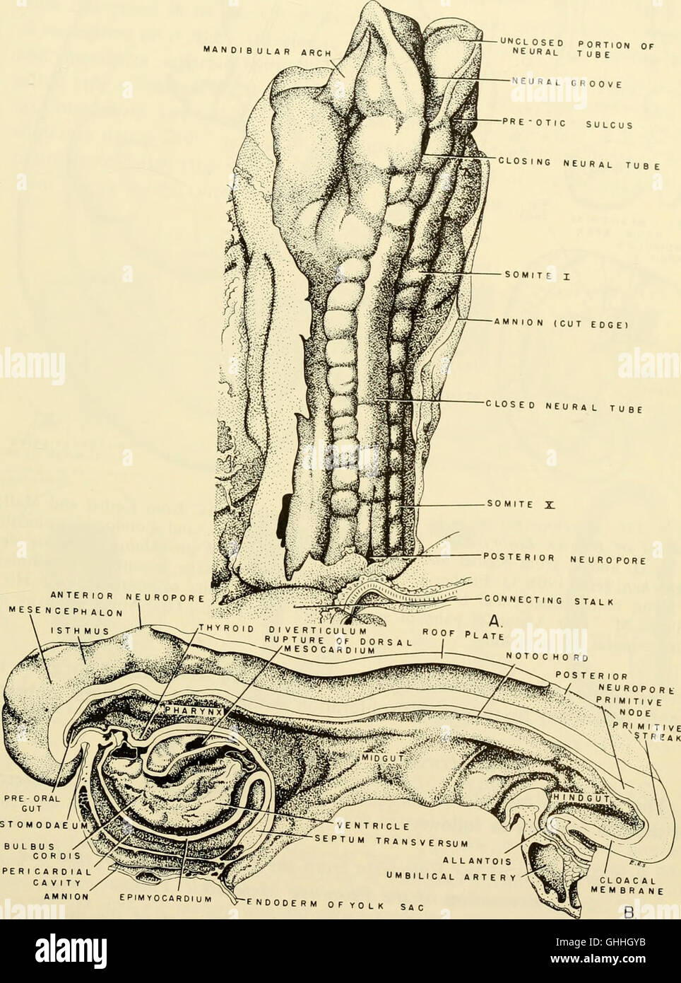 Comparative Embryology of the Vertebrates (1953) provides detailed ...