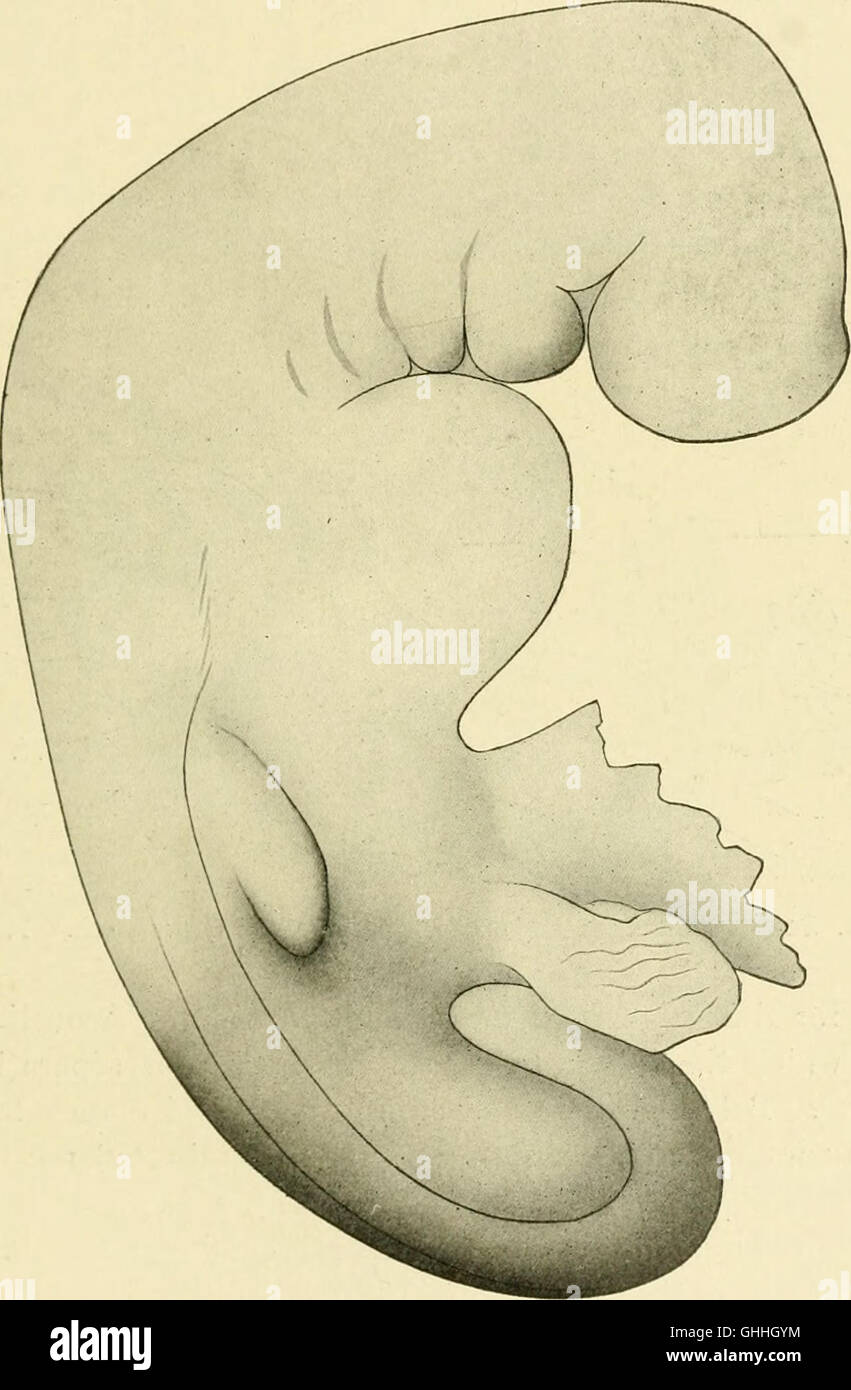 American journal of anatomy hi-res stock photography and images - Alamy