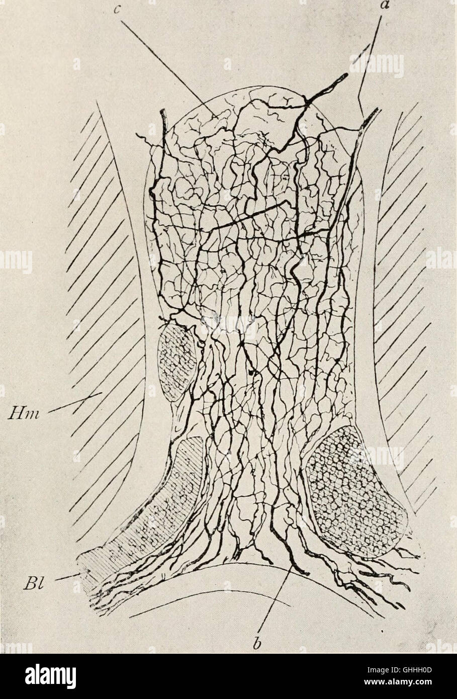 This scientific work explores the morphology and evolutionary ...