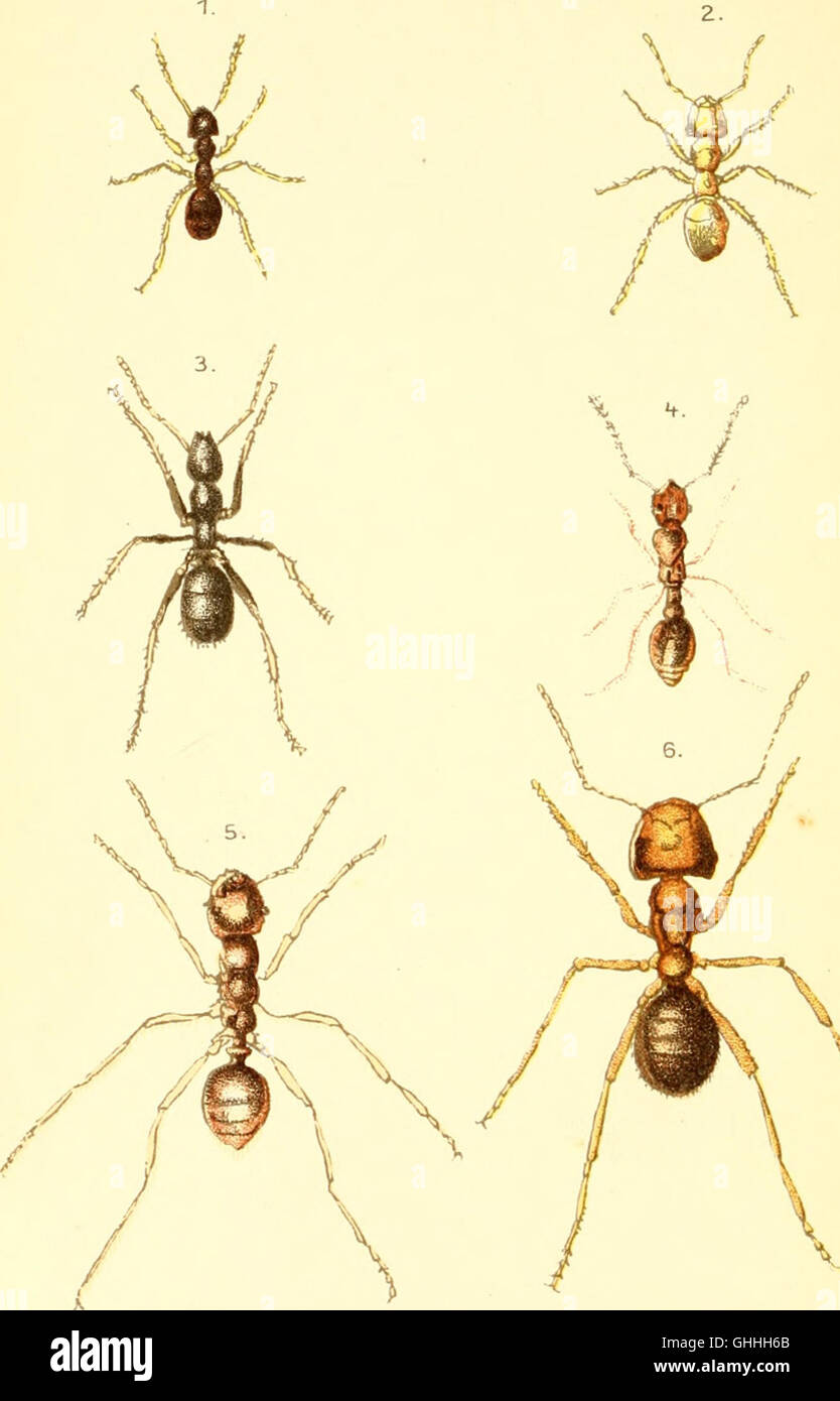 Ants interactions hi-res stock photography and images - Alamy