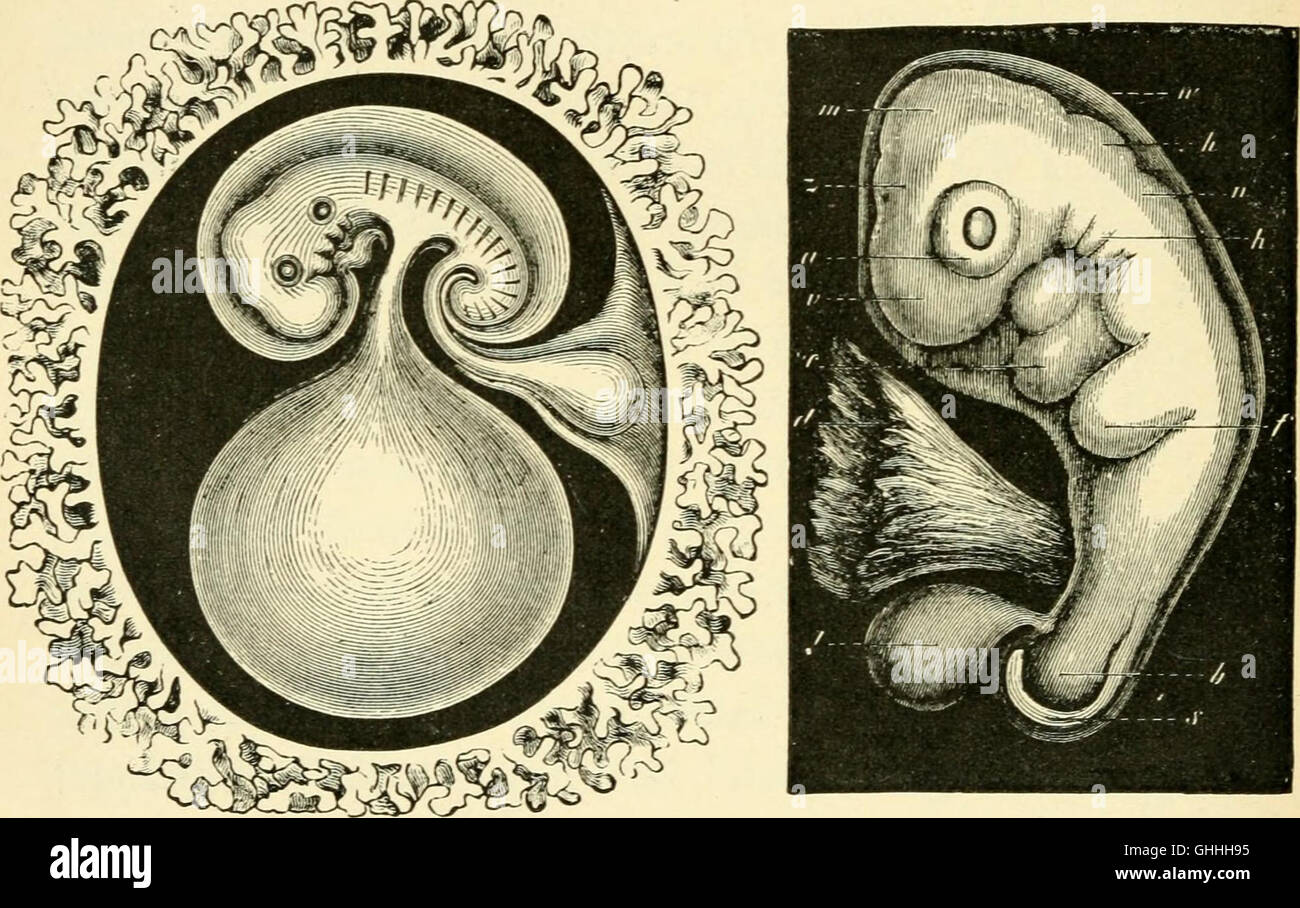 This 1897 work by Ernst Haeckel provides a detailed exposition on human ...