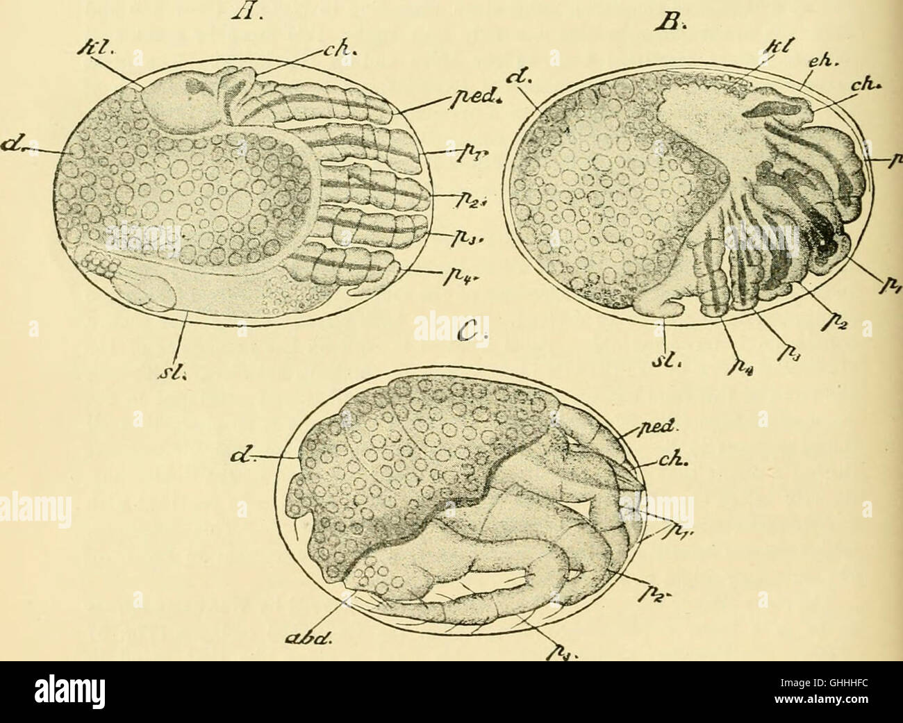 Various developmental stages of invertebrates hi-res stock photography ...