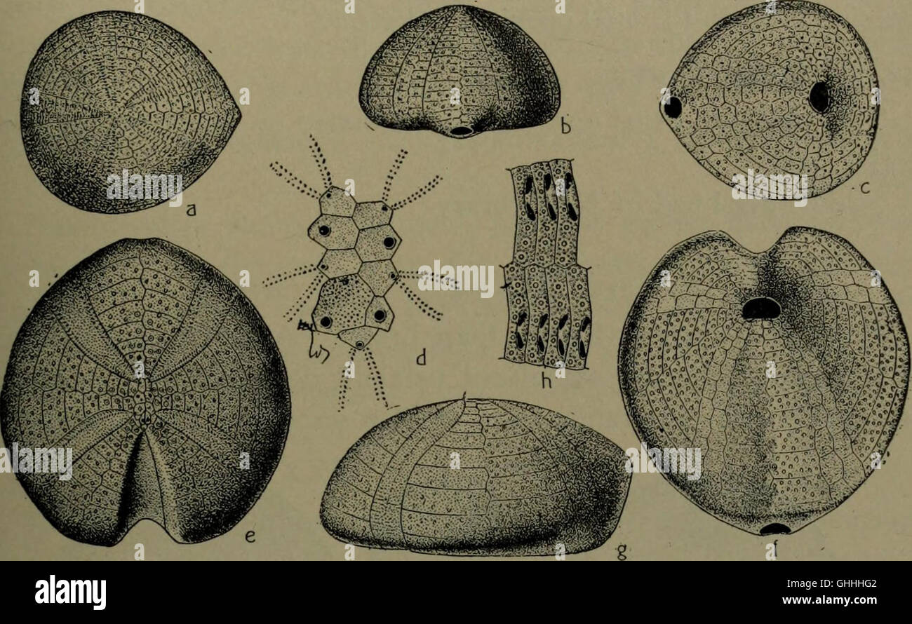 Index fossils hi-res stock photography and images - Alamy