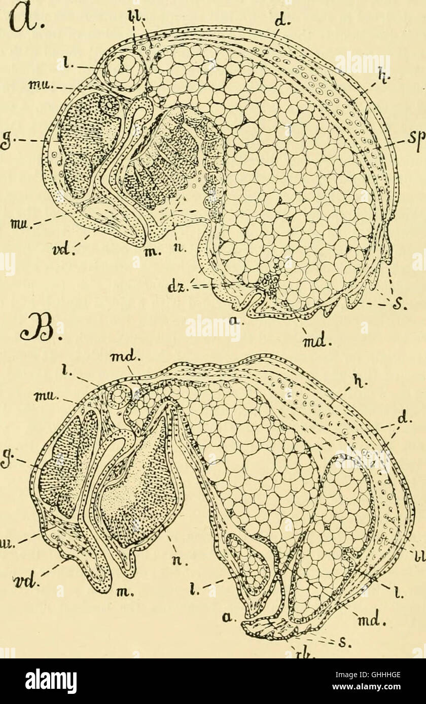 This 1900 text provides a comprehensive study of the embryology of ...