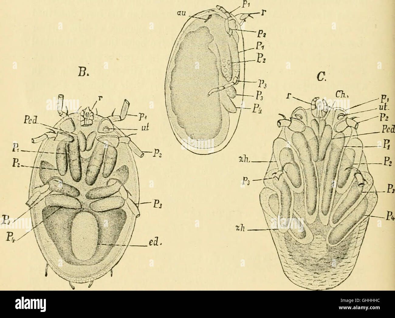This textbook on invertebrate embryology focuses on the development of ...