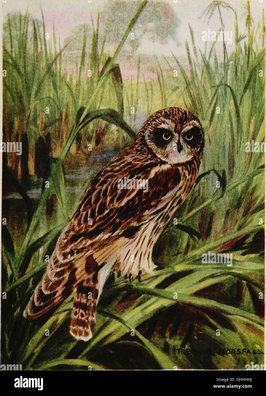 'Birds Worth Knowing' (1925) is a field guide providing detailed ...