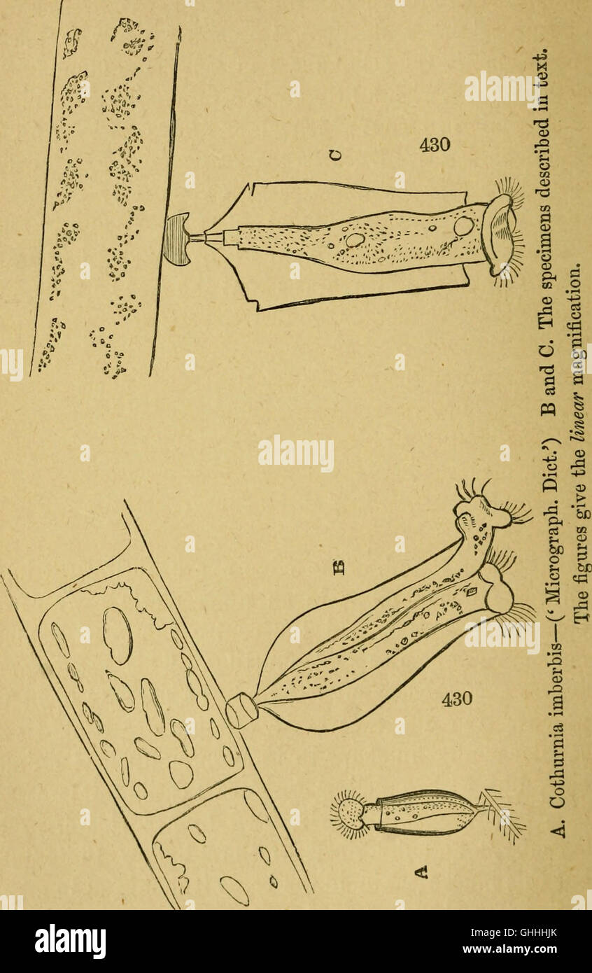 This 1902 guide presents a detailed course in invertebrate zoology ...