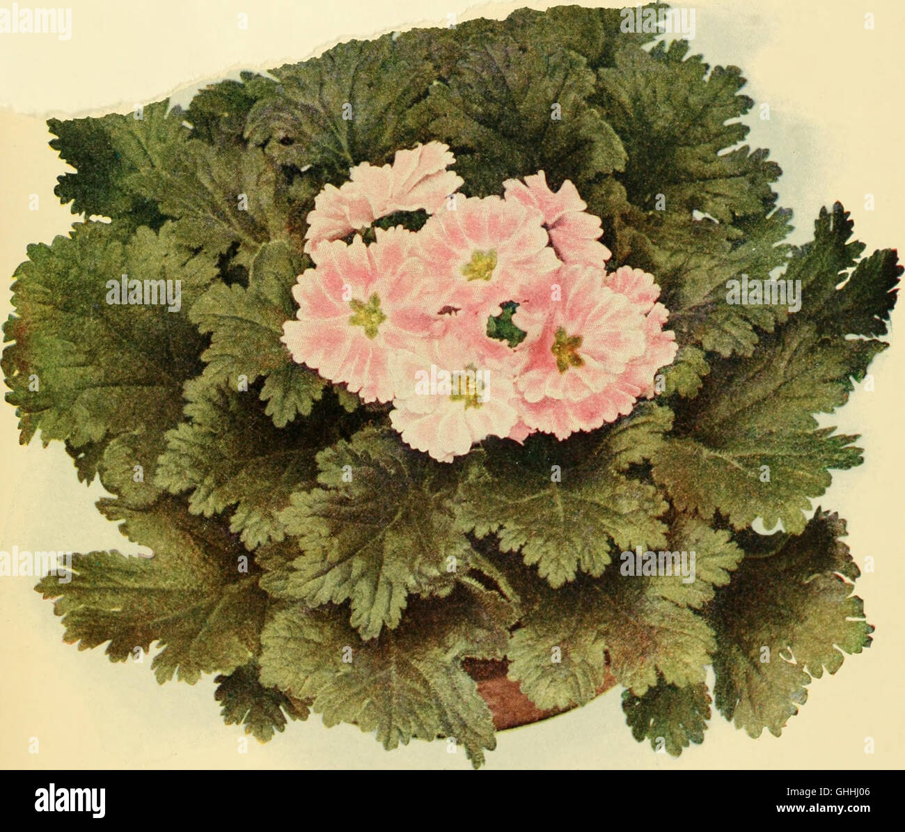 This 1900 publication, Birds and Nature, is a magazine dedicated to the ...