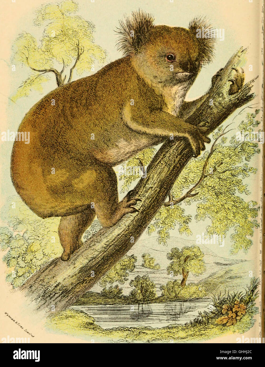 This 1896 handbook provides an overview of marsupial and monotreme ...