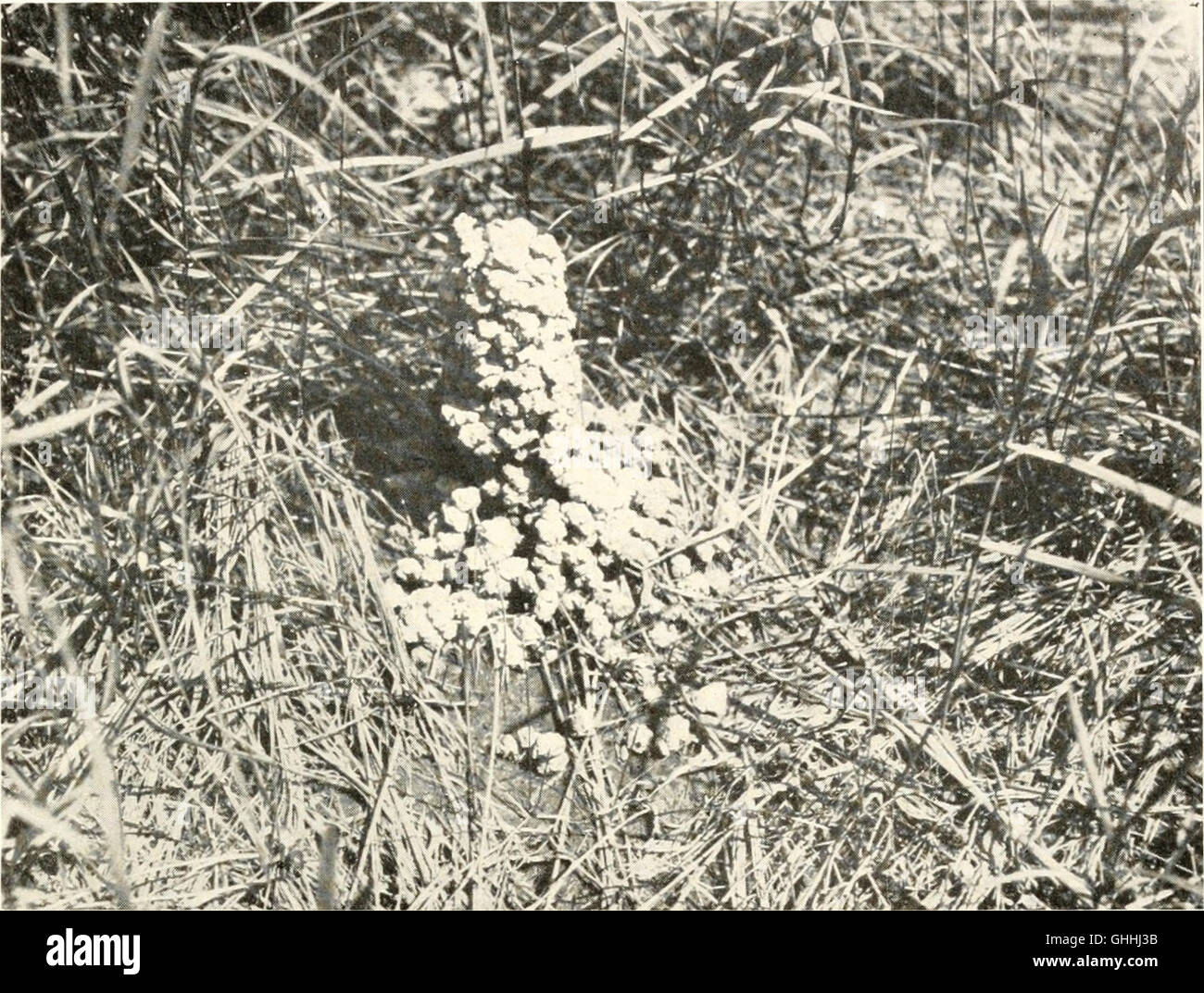 An ecological study of prairie and forest invertebrates (1915 Stock ...