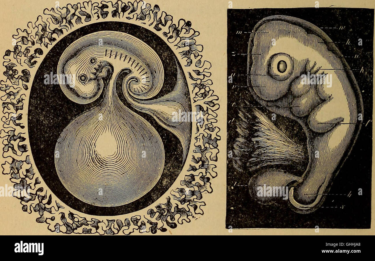 This 1896 book explores human evolution through the study of ontogeny ...