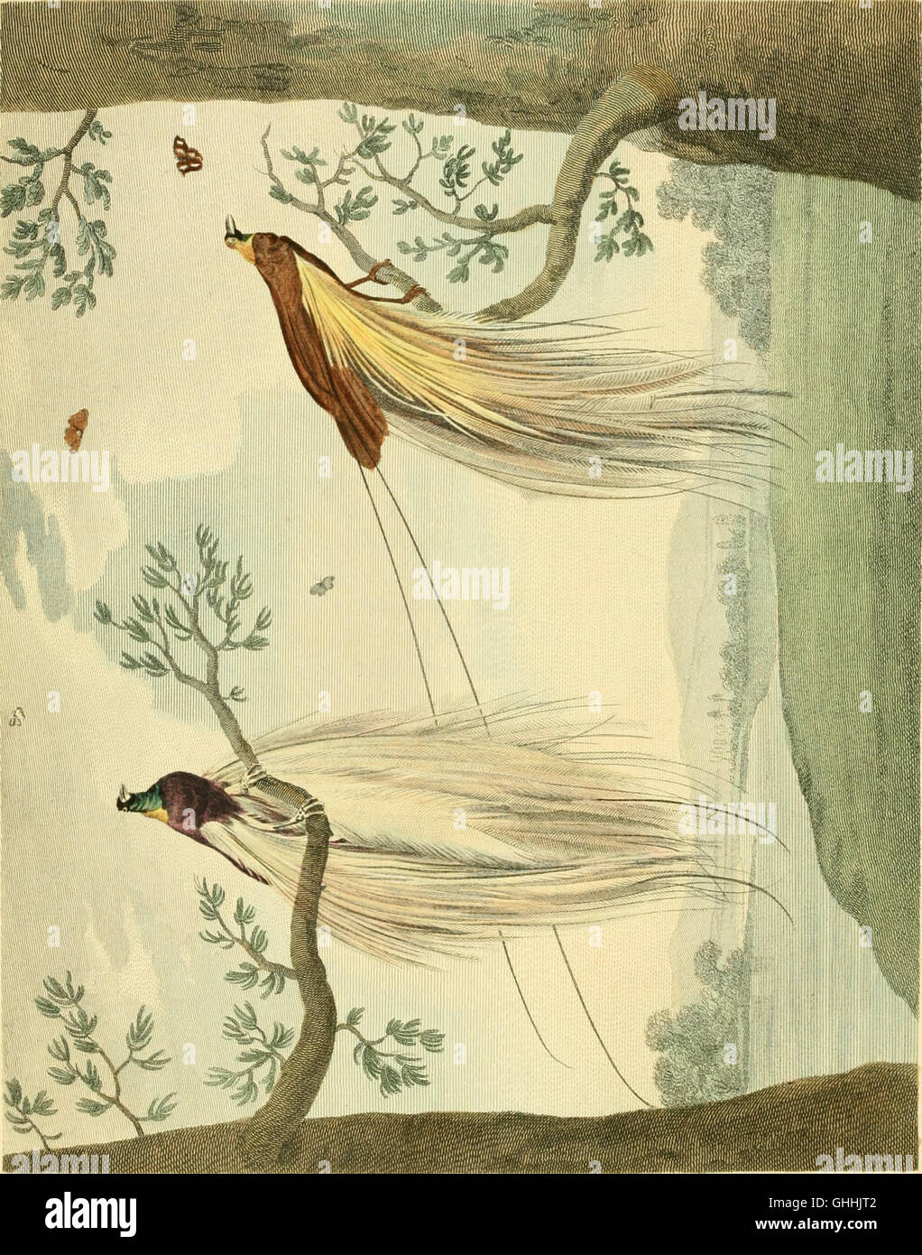 Musei Leveriani explicatio, anglica et latina (1792 Stock Photo - Alamy