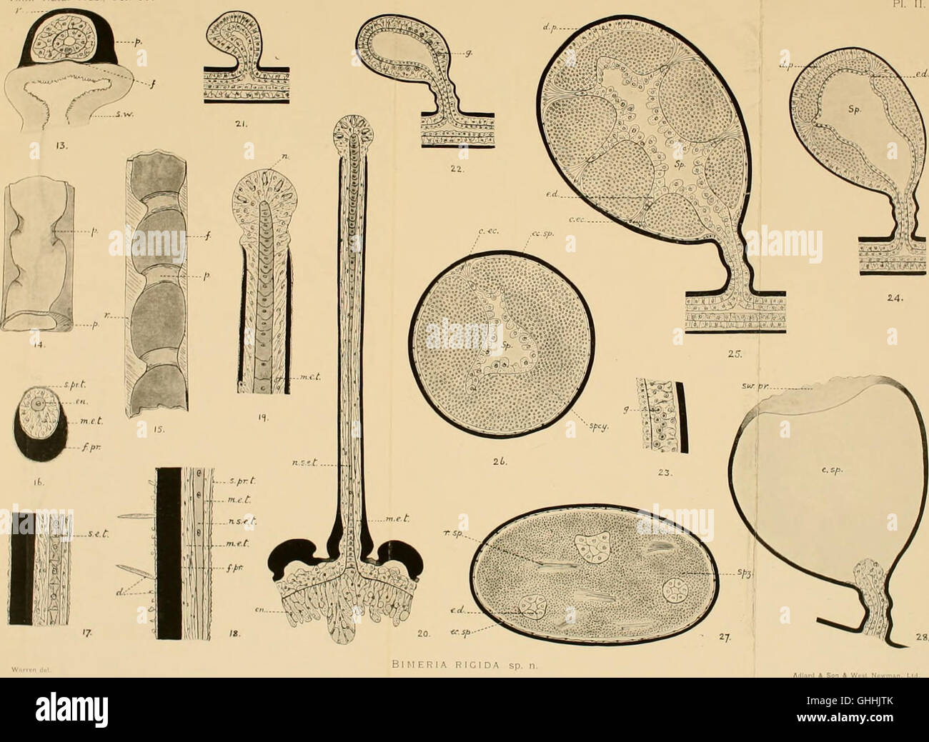 *African Invertebrates* (1919-1924) is a scientific journal focusing on ...