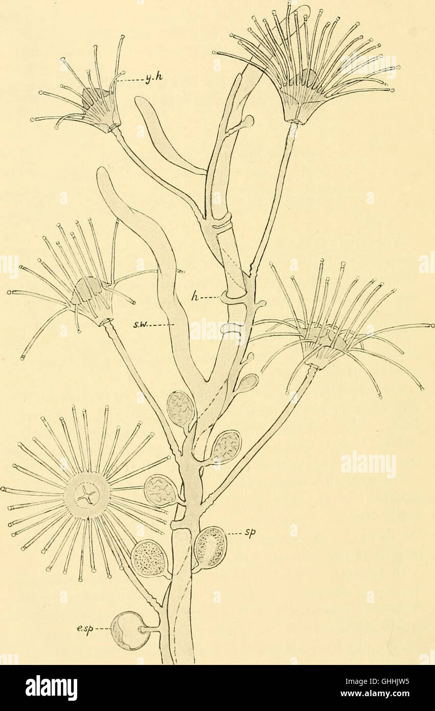 African Invertebrates, published between 1919 and 1924, is a scientific ...