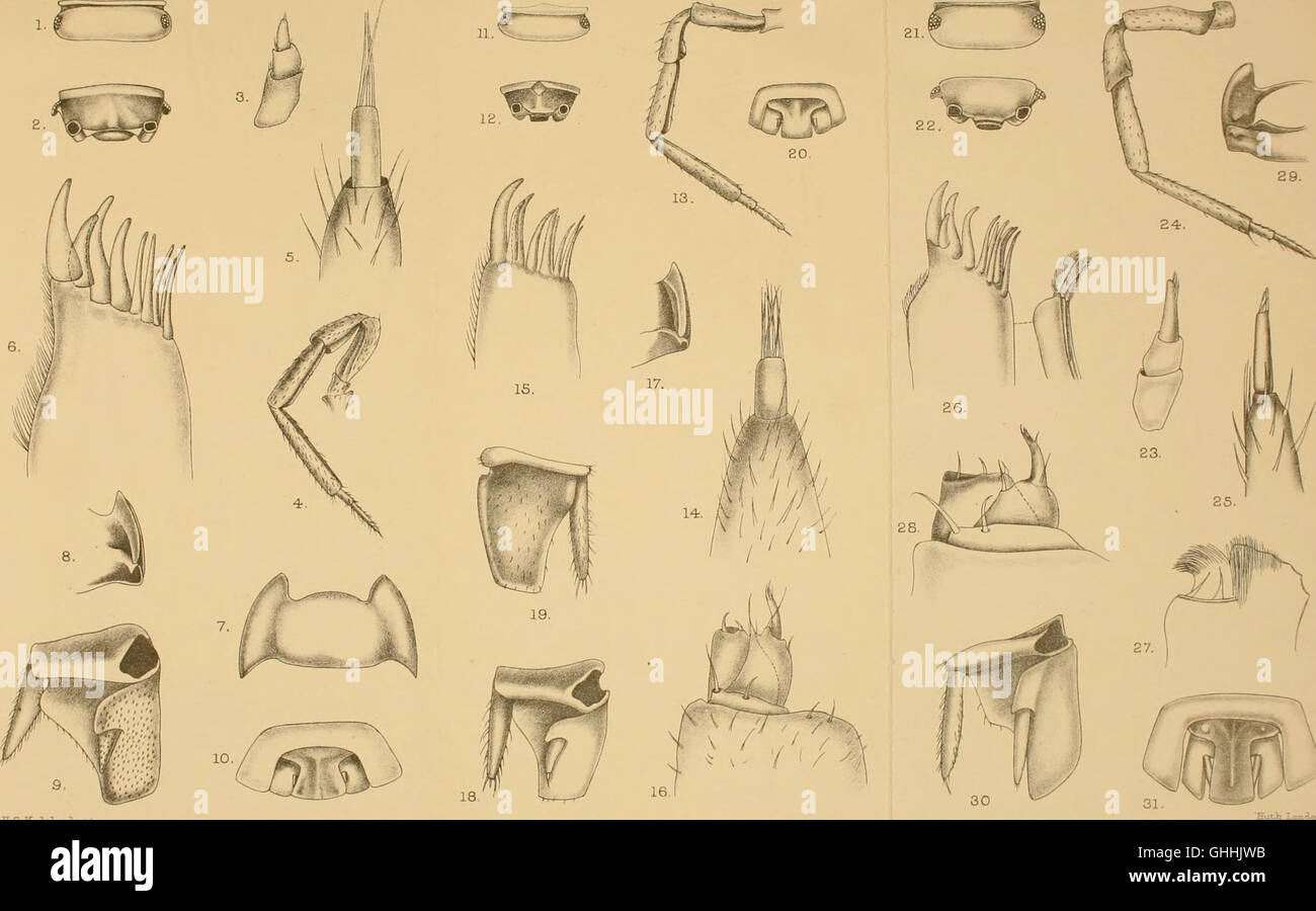 African Invertebrates (1914-1919) is a journal dedicated to the study ...