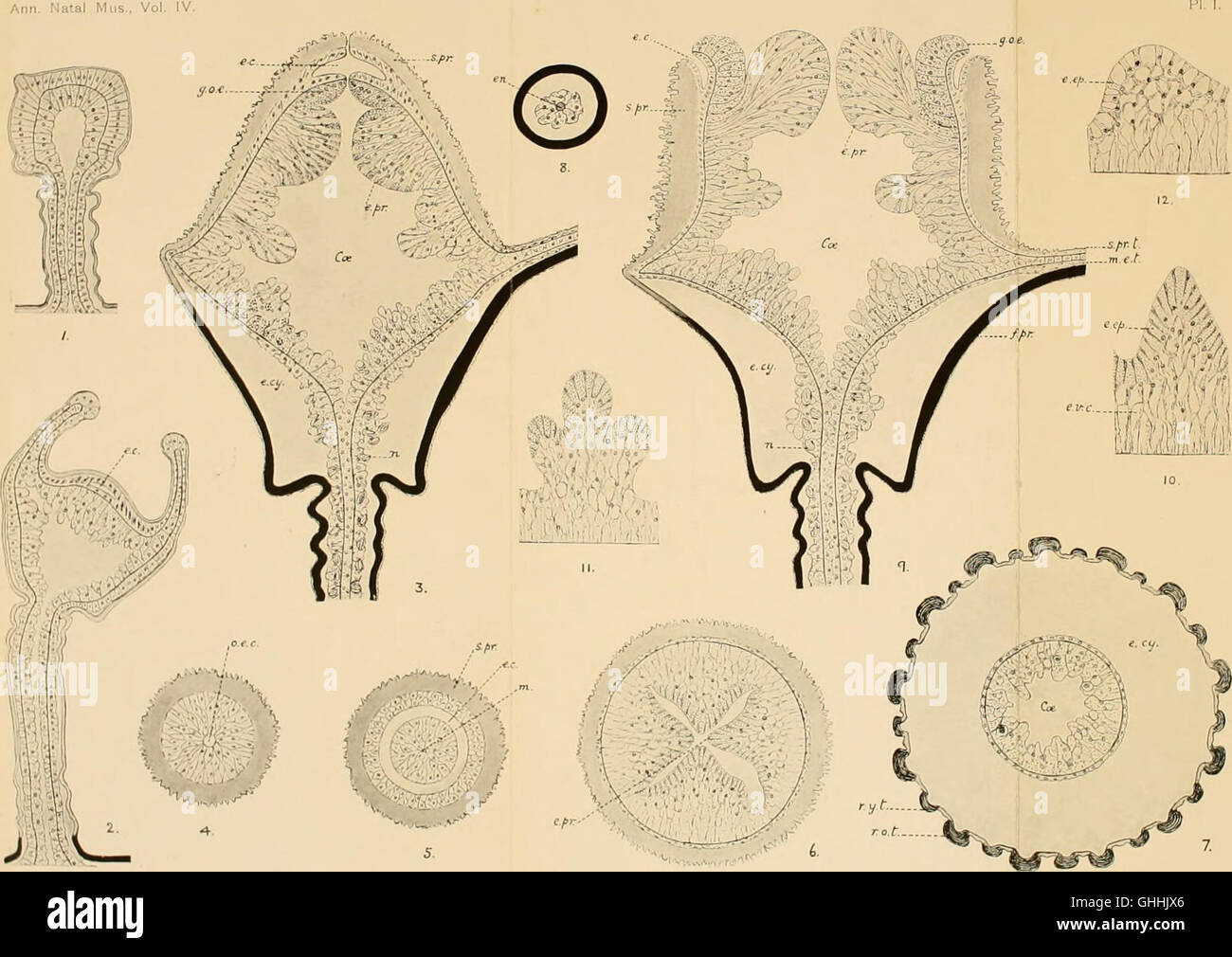 *African Invertebrates* (1919-1924) is a journal focused on ...