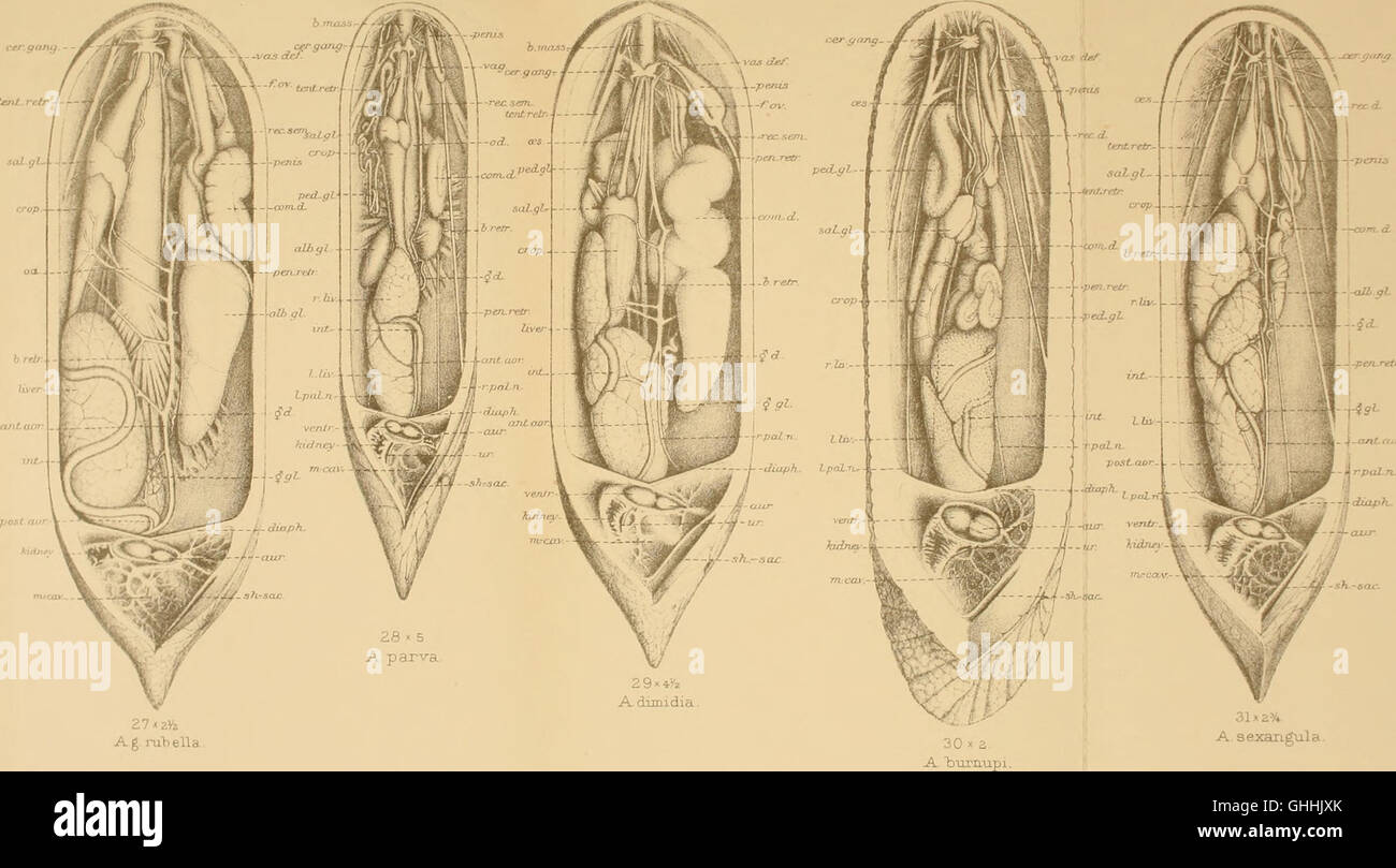 African Invertebrates was a journal dedicated to the study of ...