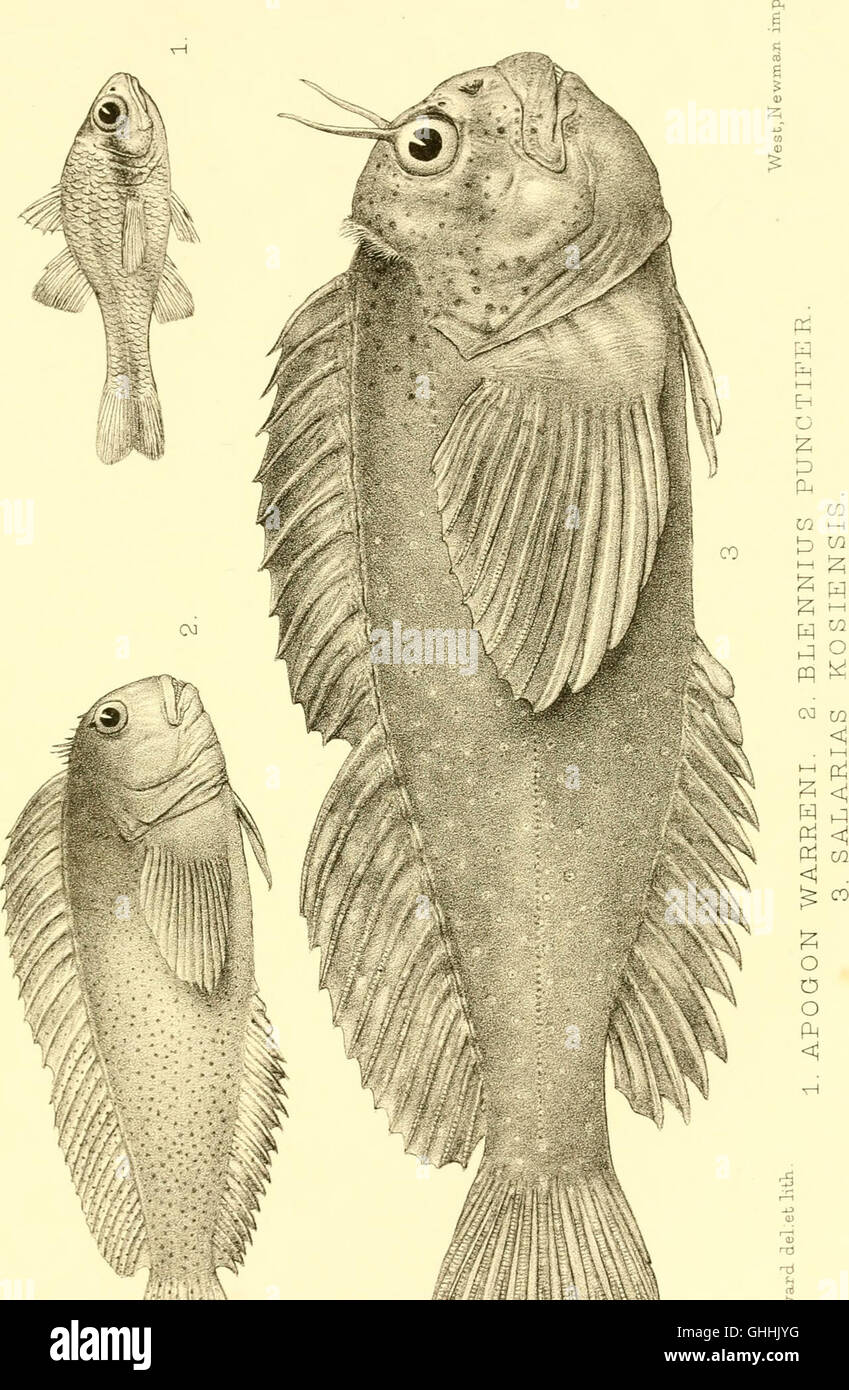 'African Invertebrates' (1906-1908) is a journal dedicated to ...