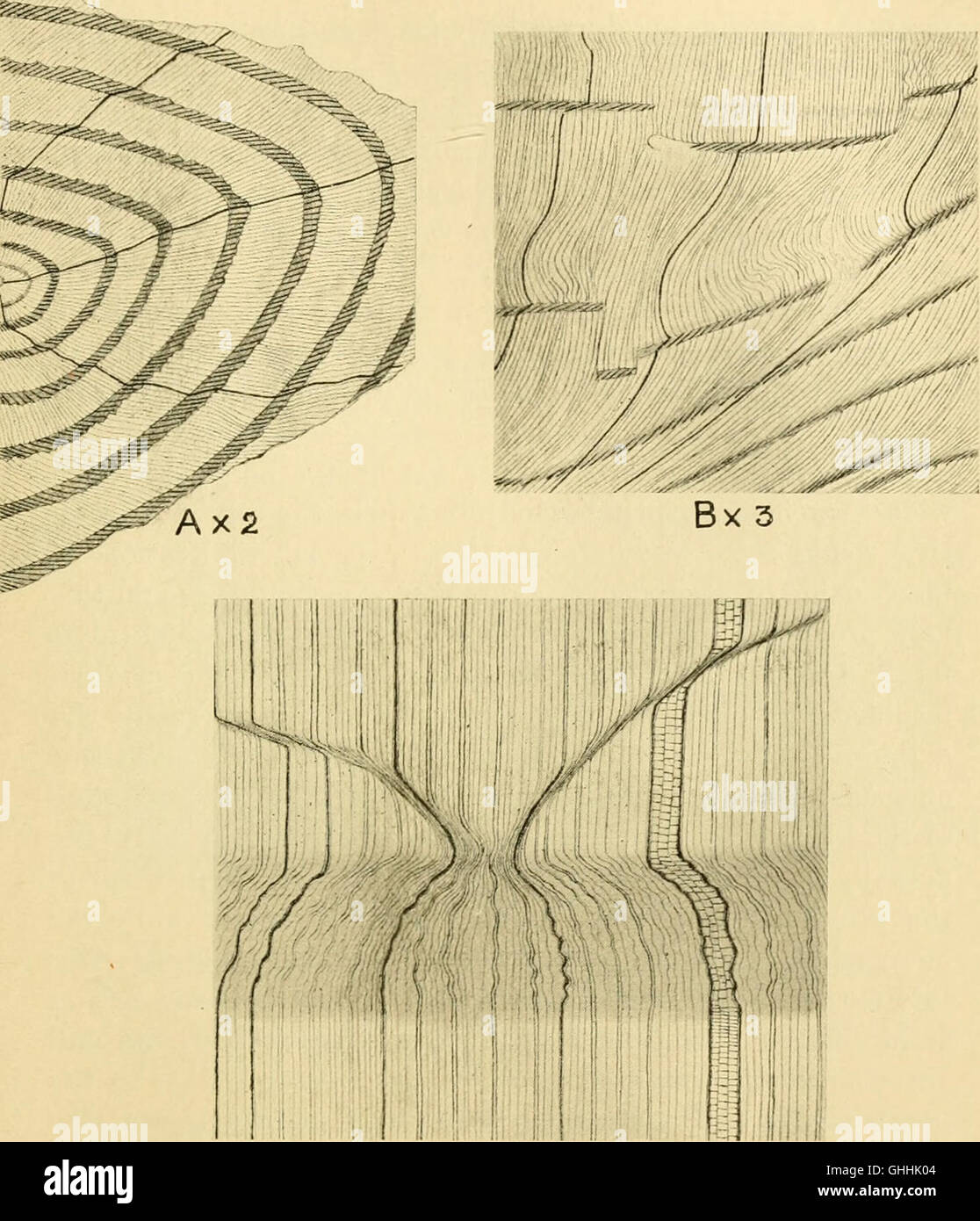 *African Invertebrates* (1909-1916) is a scientific journal dedicated ...