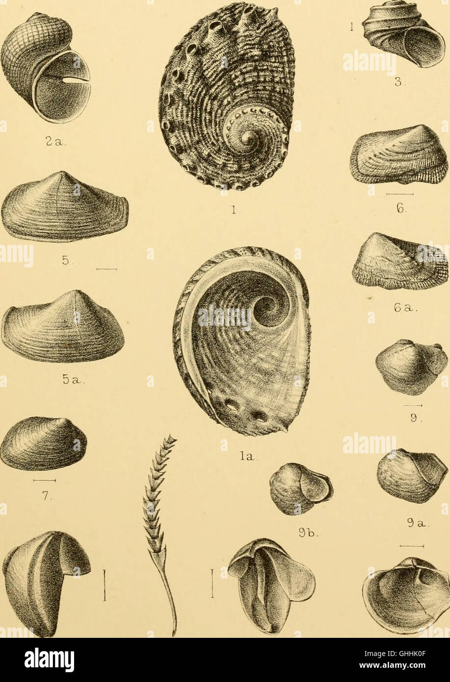 This journal focuses on the biodiversity of African invertebrates ...