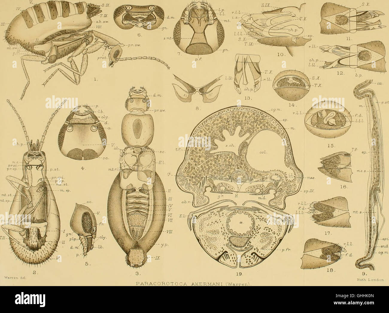 A journal published from 1919-1924 focusing on the biodiversity of ...