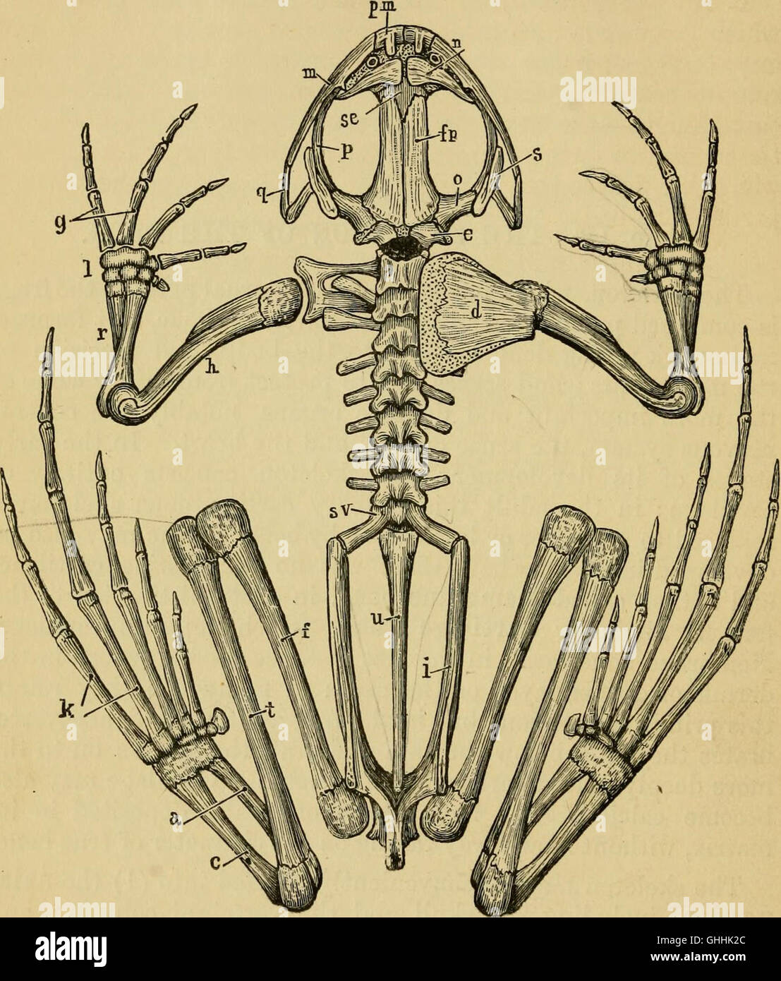 *The Frog* (1885) provides an introduction to the anatomy and histology ...