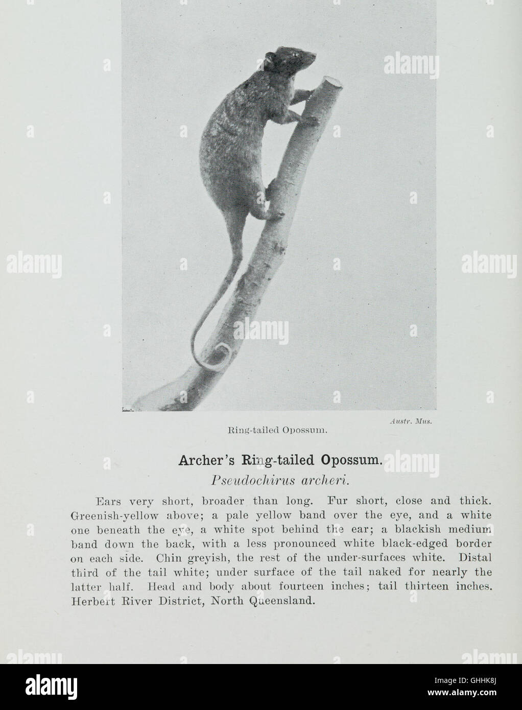 'The Animals of Australia' (1909) is a detailed account of Australia's ...
