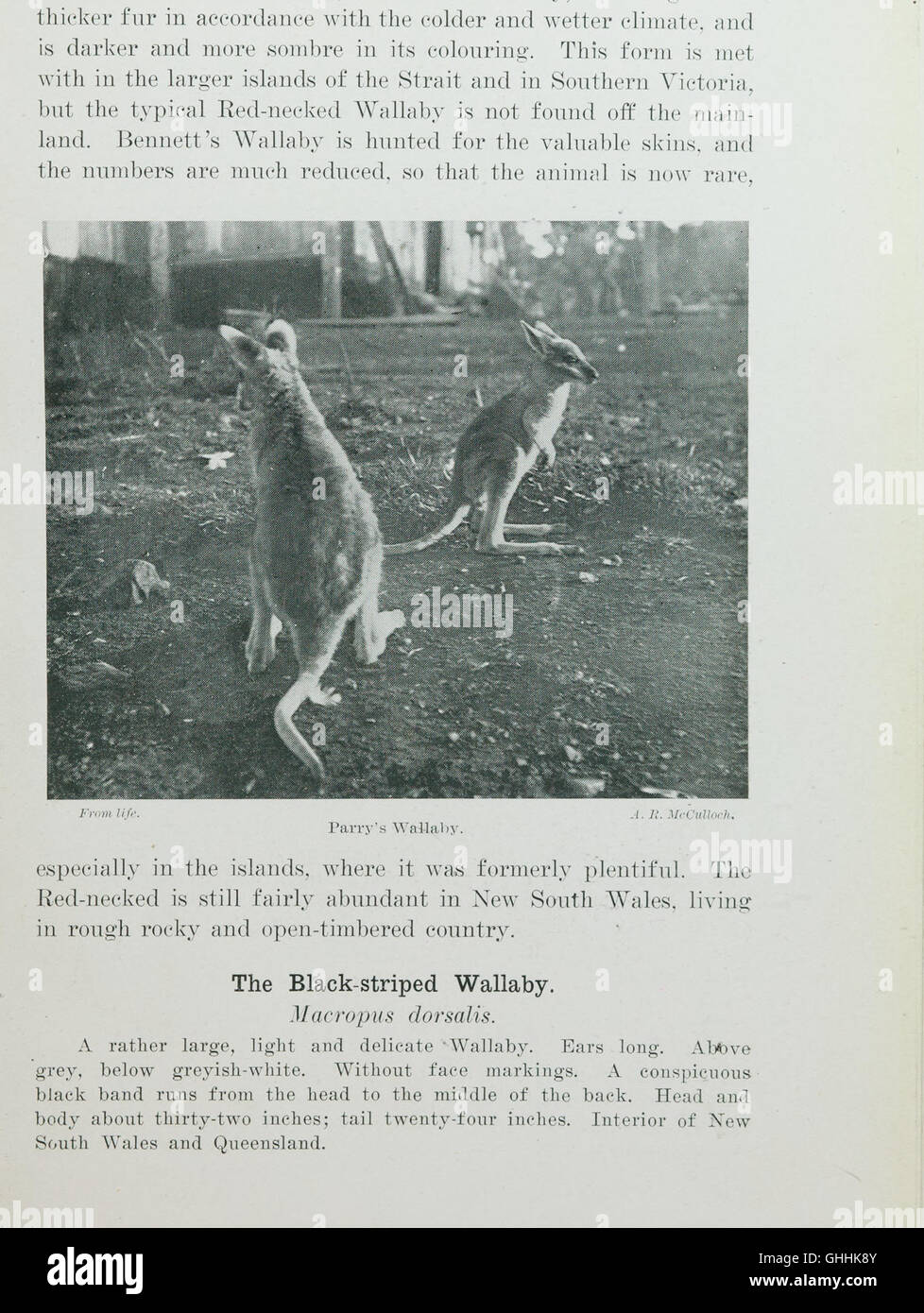 This 1909 work provides a detailed look at the animals of Australia ...