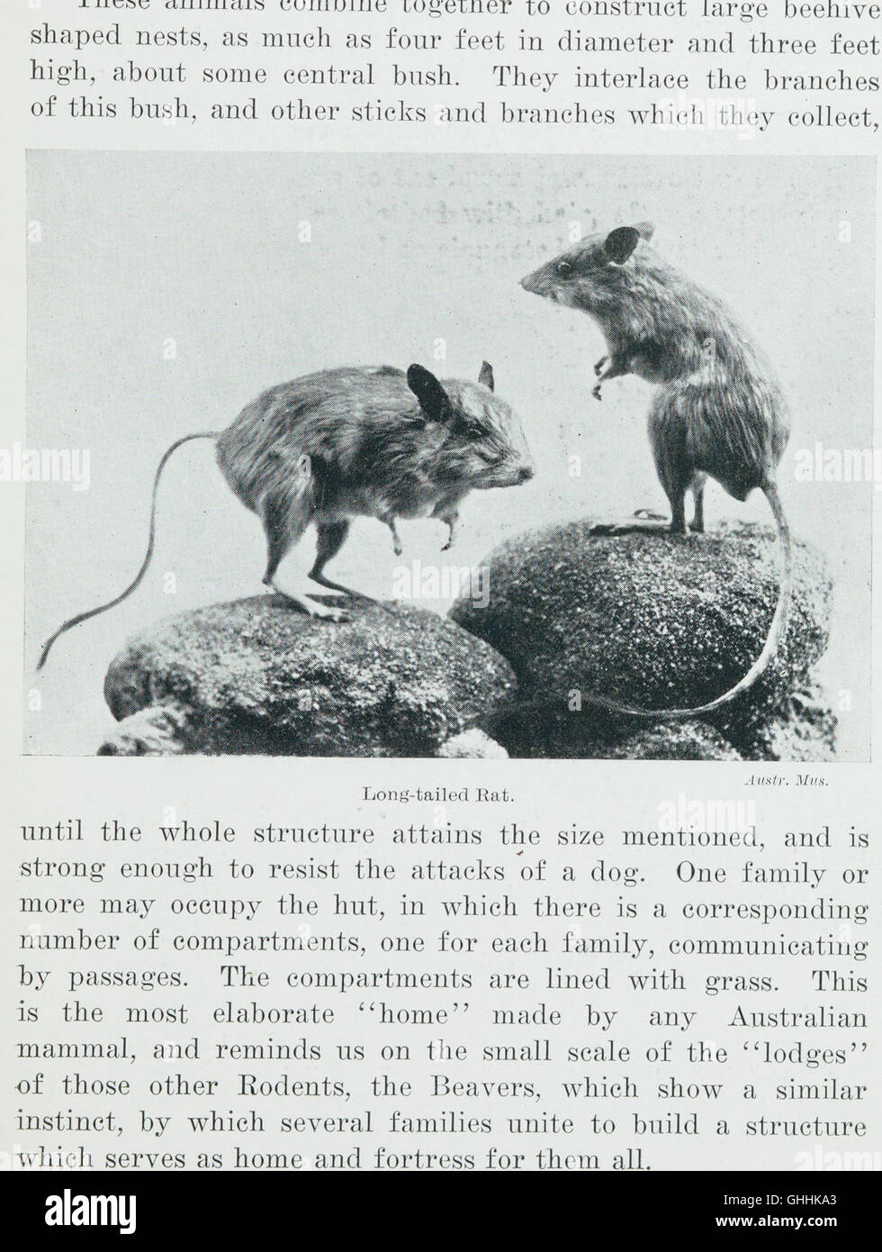 'The Animals of Australia' (1909) provides an in-depth look at the ...