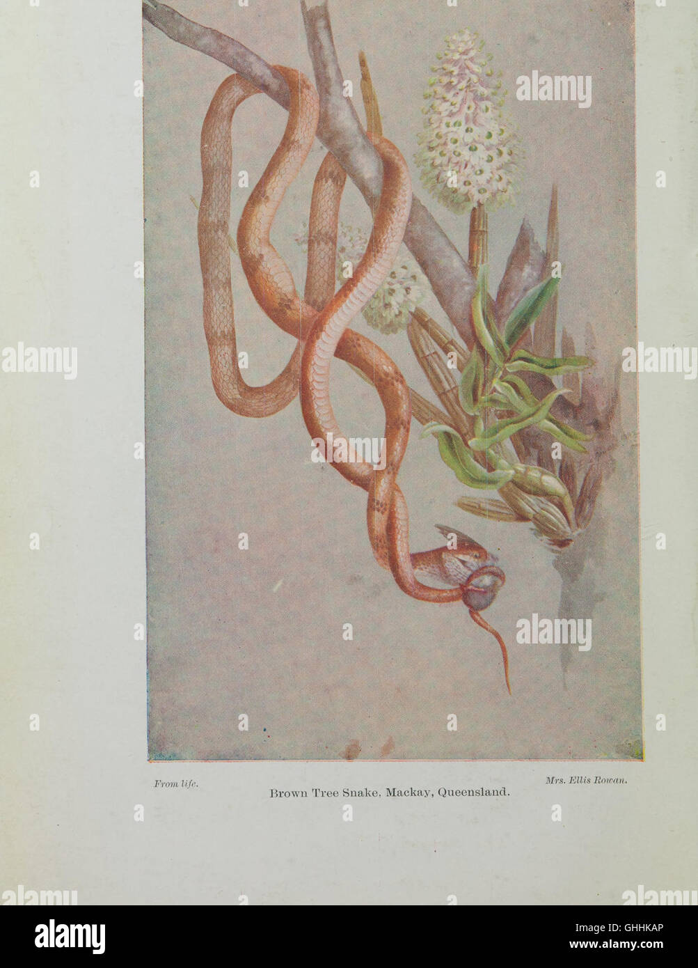 'The Animals of Australia' (1909) focuses on the diverse wildlife of ...